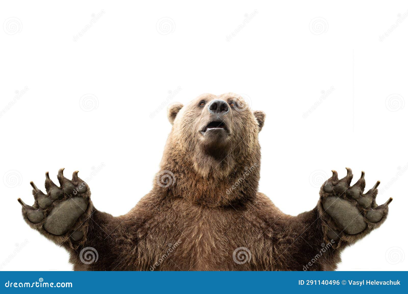 A Bear Raised His Hand In A Bear Farm In Showa-Shinzan Bear Park ...
