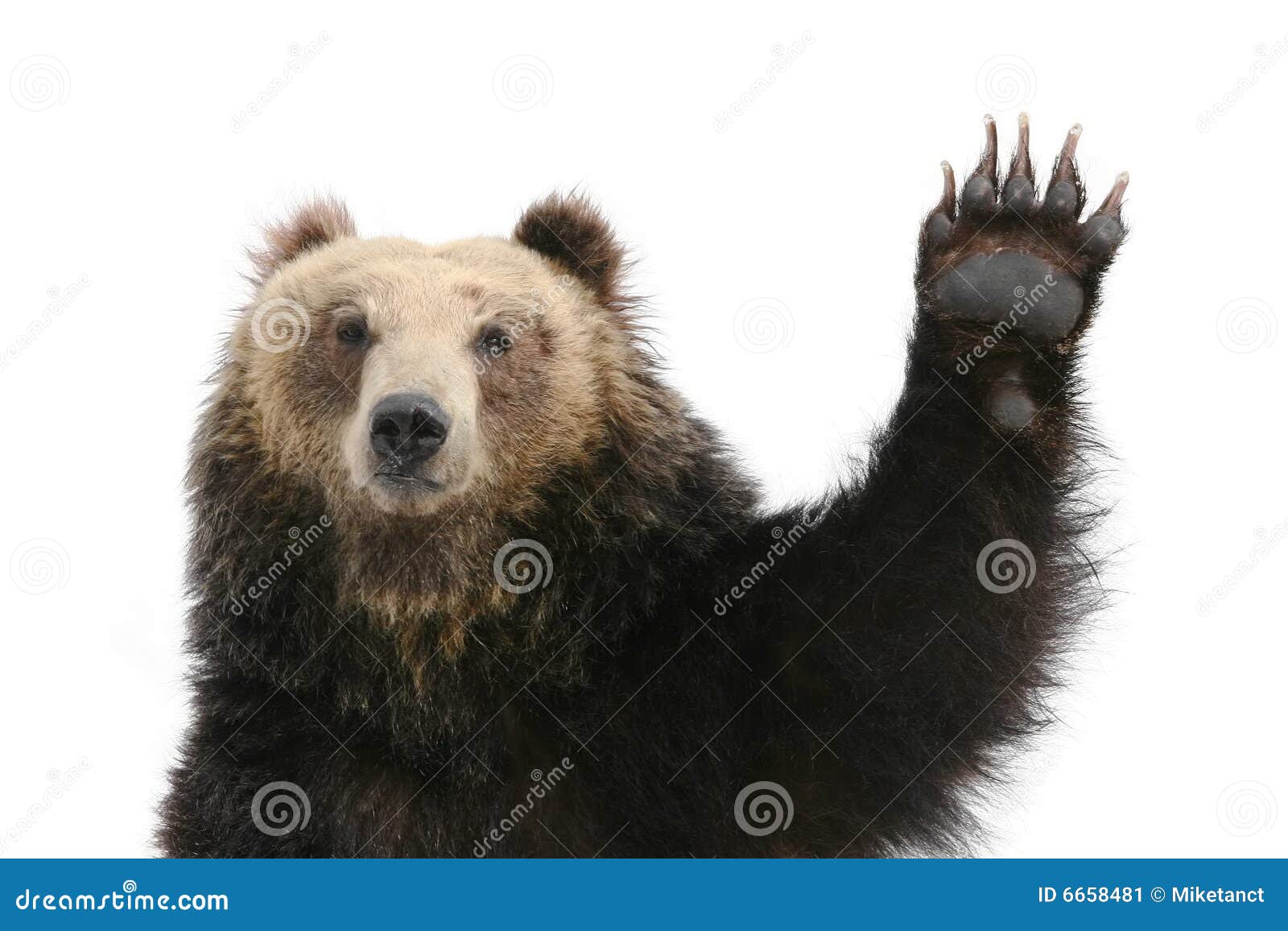 Bear Raising Paw stock image. Image of lazy, hair, wildlife - 6658481