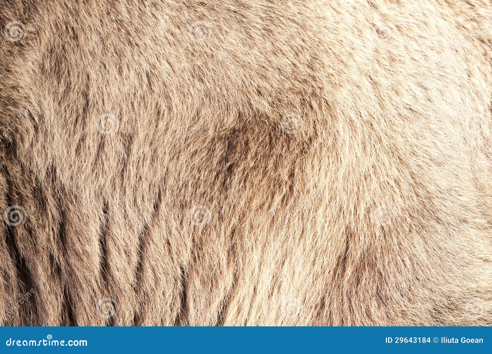 Bear Real Fur stock photo. Image of nature, closeup, pattern - 29643184