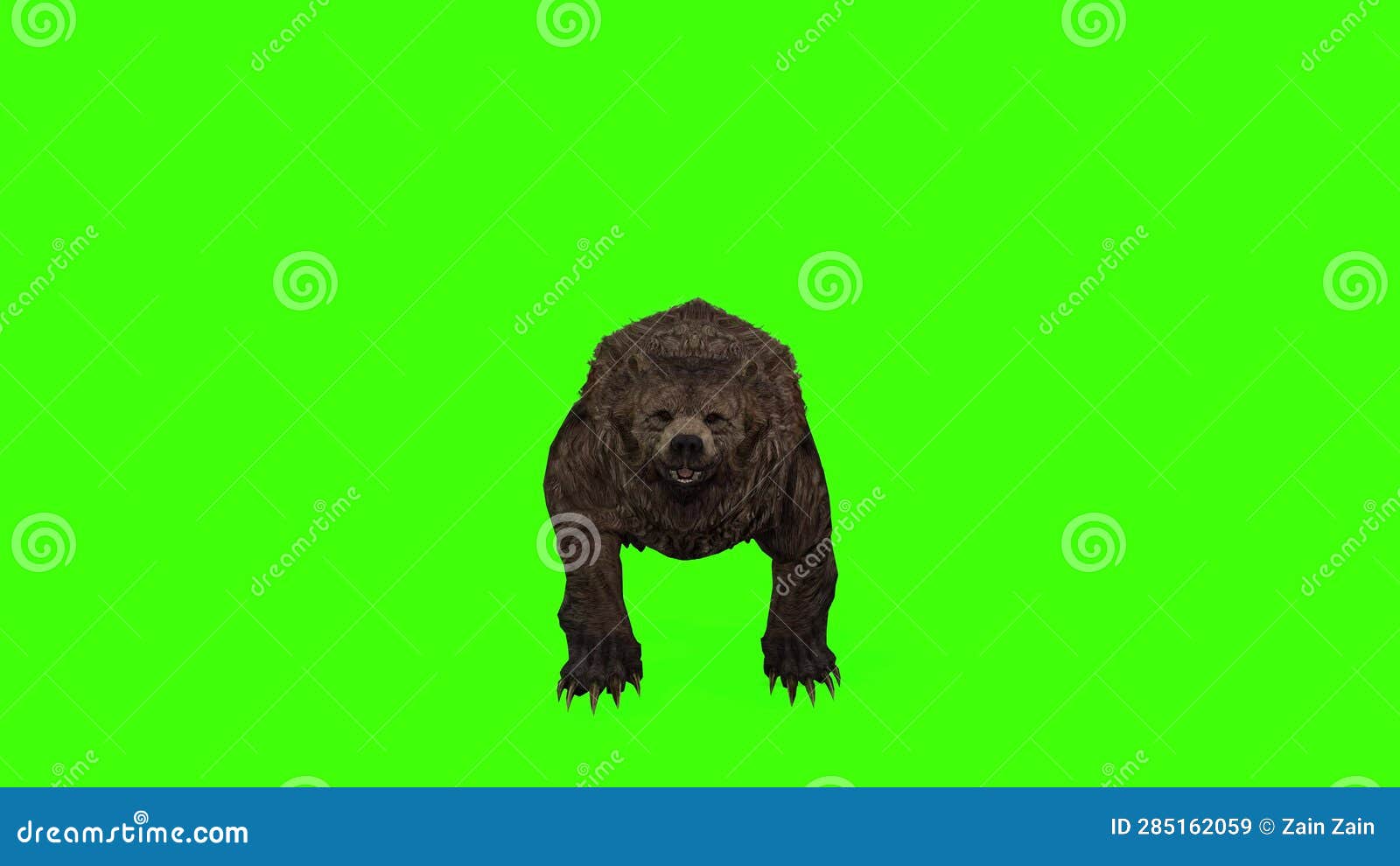 Bear Realistic Running with Front View Green Screen Loop 3D Rendering ...