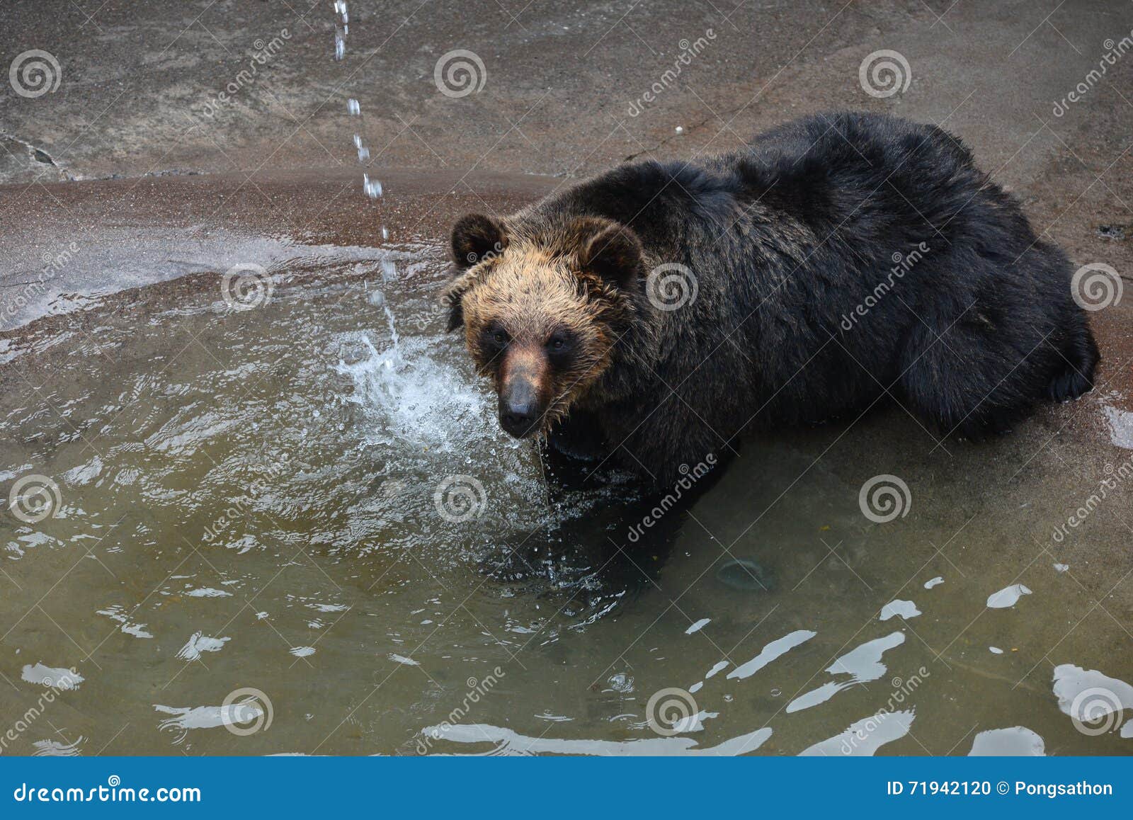 Bear relax stock photo. Image of cold, animals, splash - 71942120