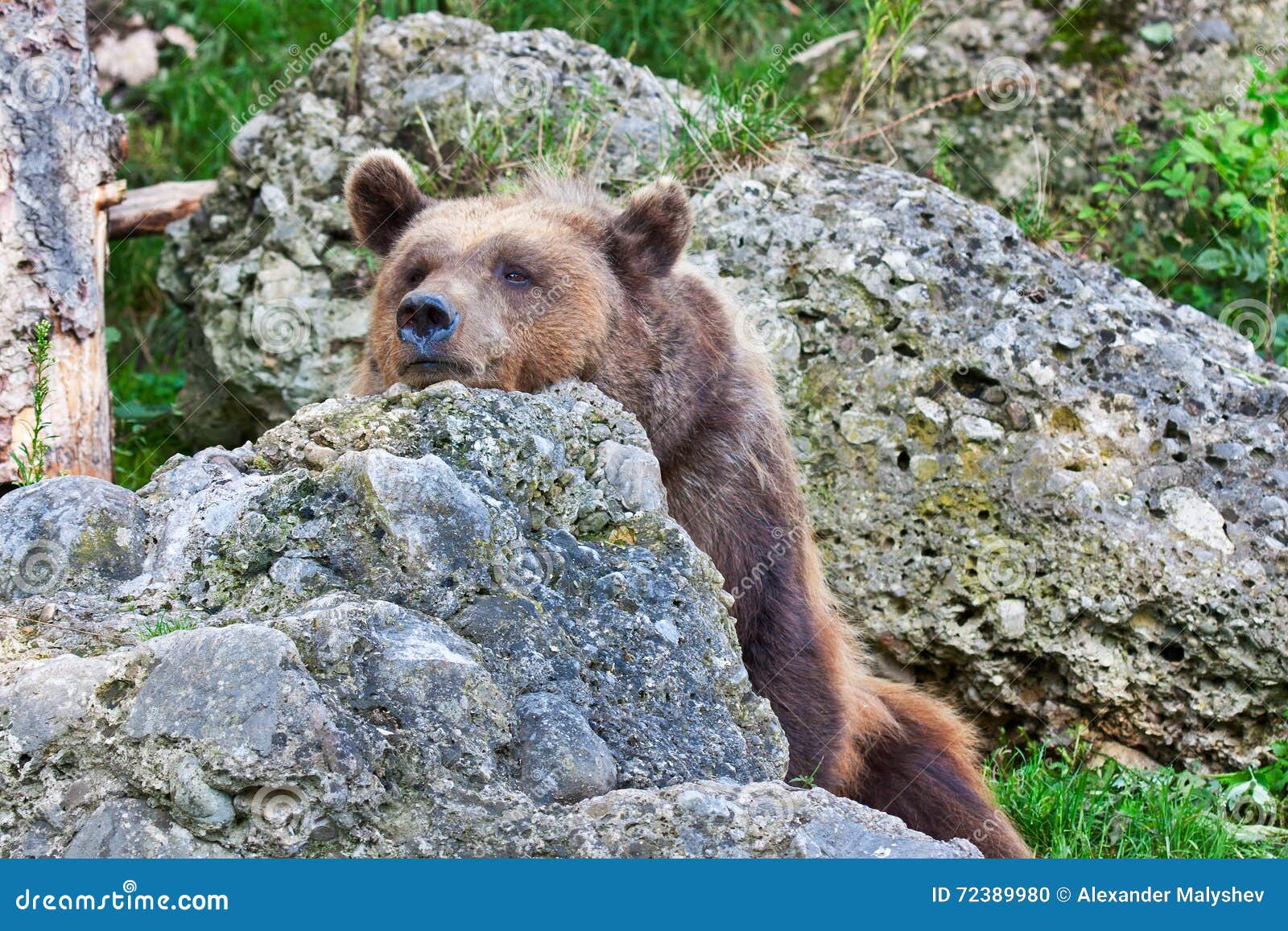 Bear Relaxed in Nature. Wild Animal Relaxed Stock Photo - Image of ...