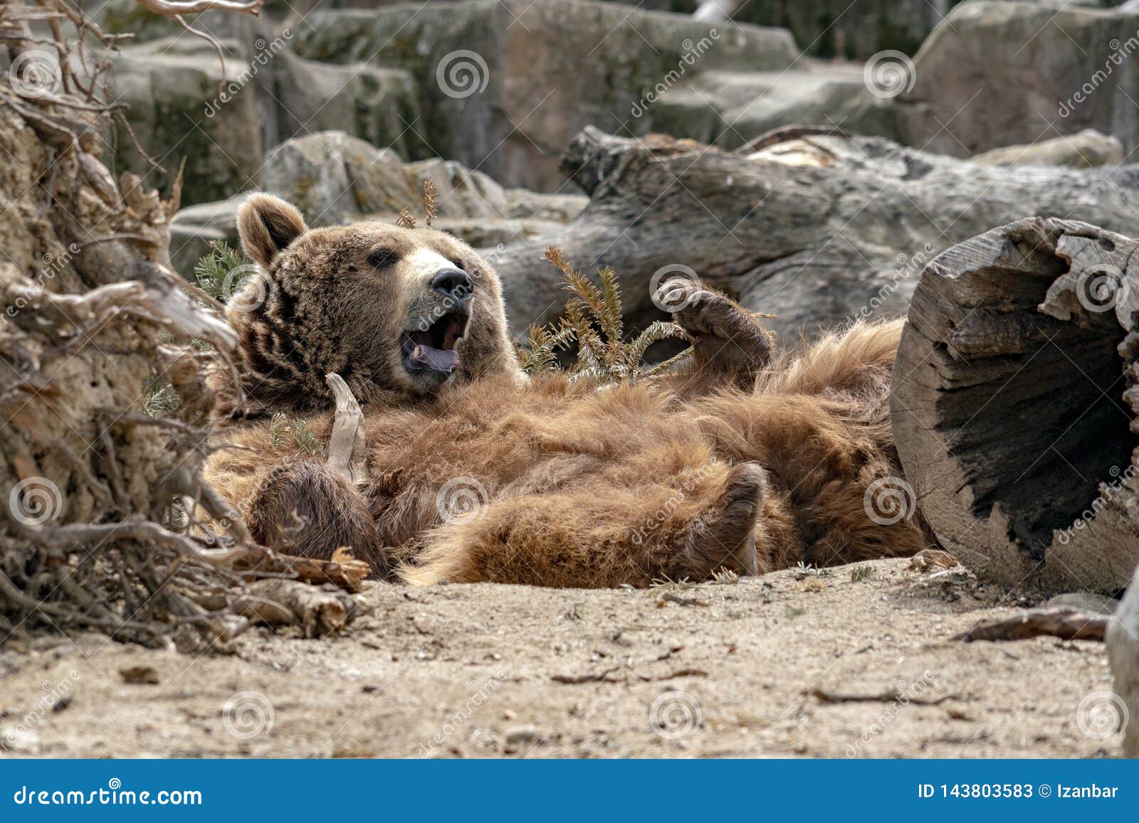 Bear while Relaxing Funny Position Stock Image - Image of mammal ...