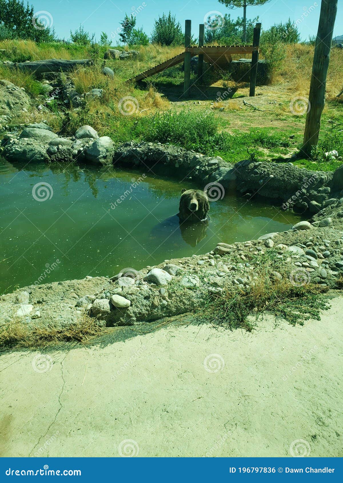 Bear relaxing in pond stock photo. Image of plant, water - 196797836