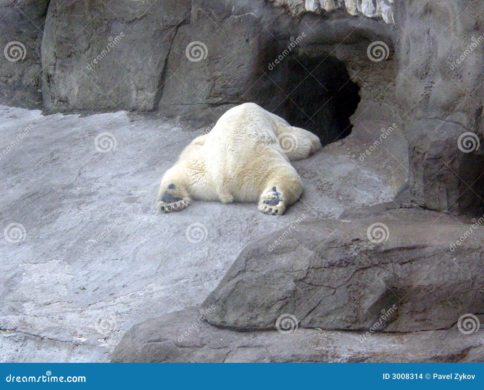 Bear rest day stock photo. Image of sleep, wild, tired - 3008314