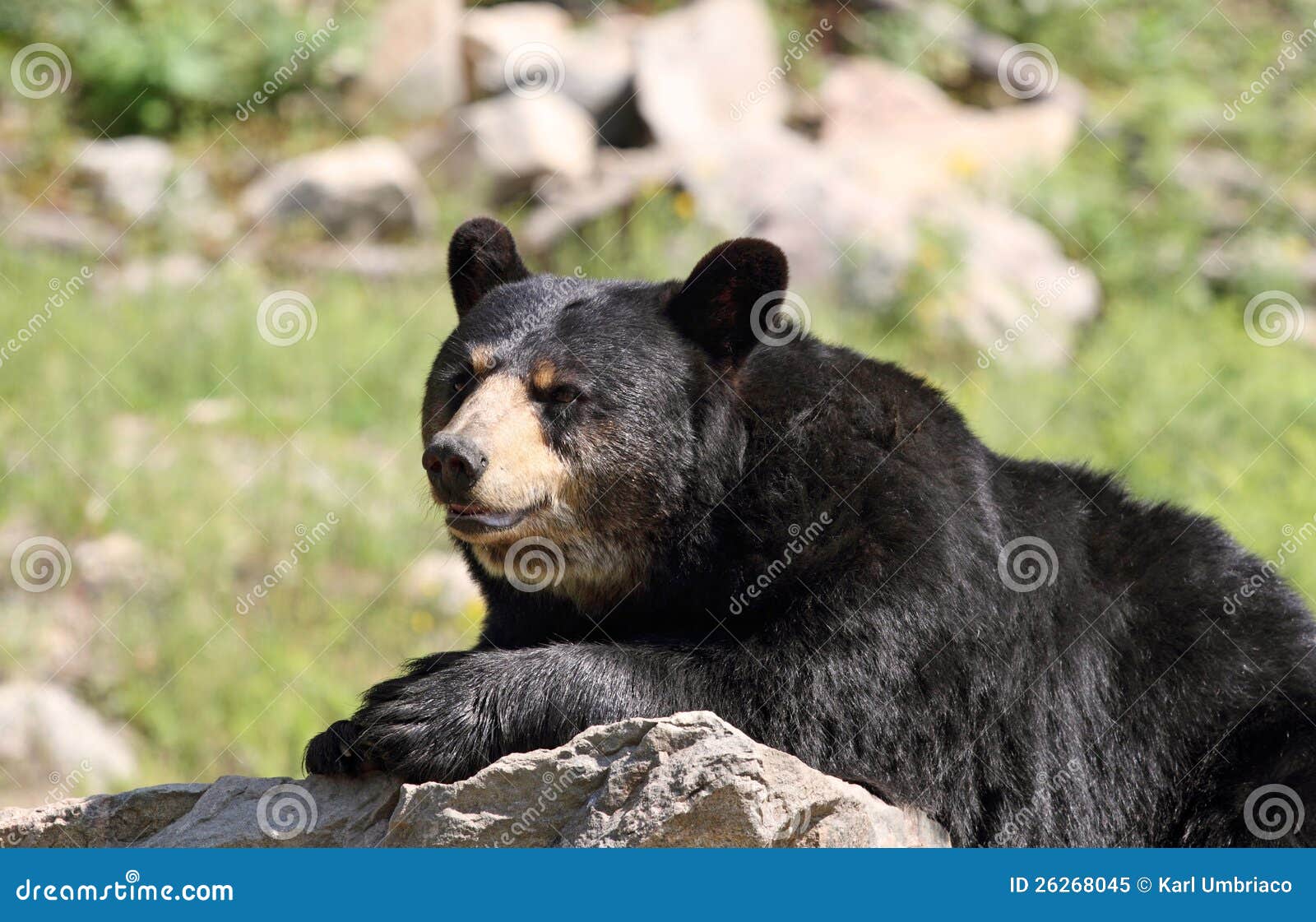 Bear resting stock image. Image of quebec, mammal, rock - 26268045
