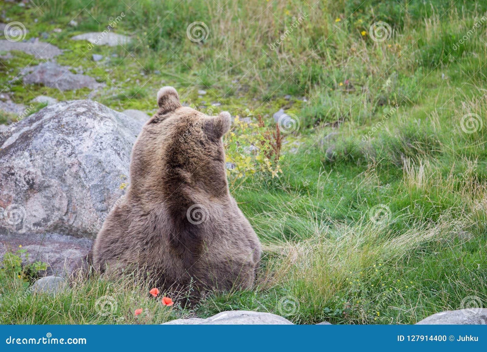 Bear resting on grass stock photo. Image of head, wildlife - 127914400