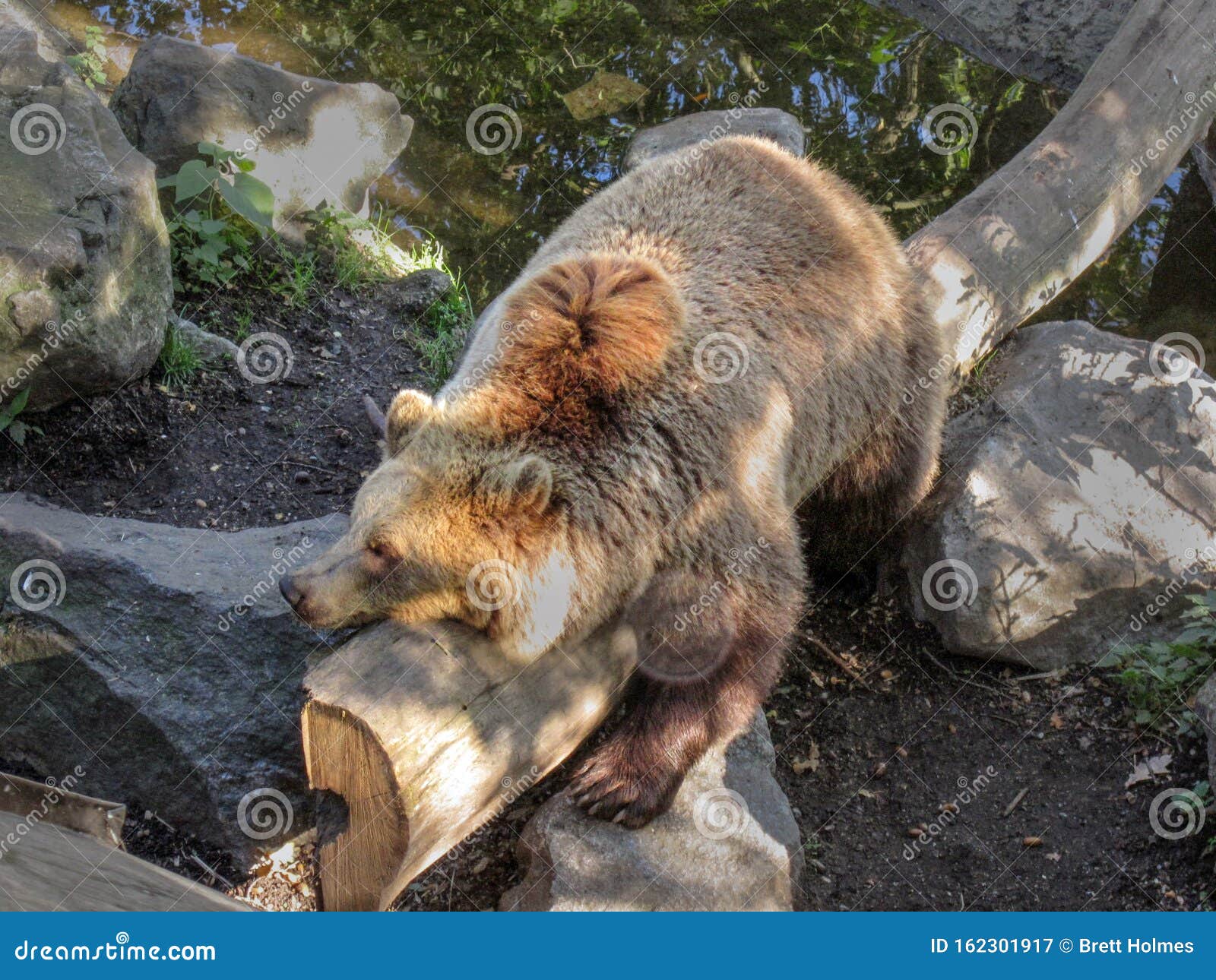 Bear resting on a log stock image. Image of danger, environment - 162301917