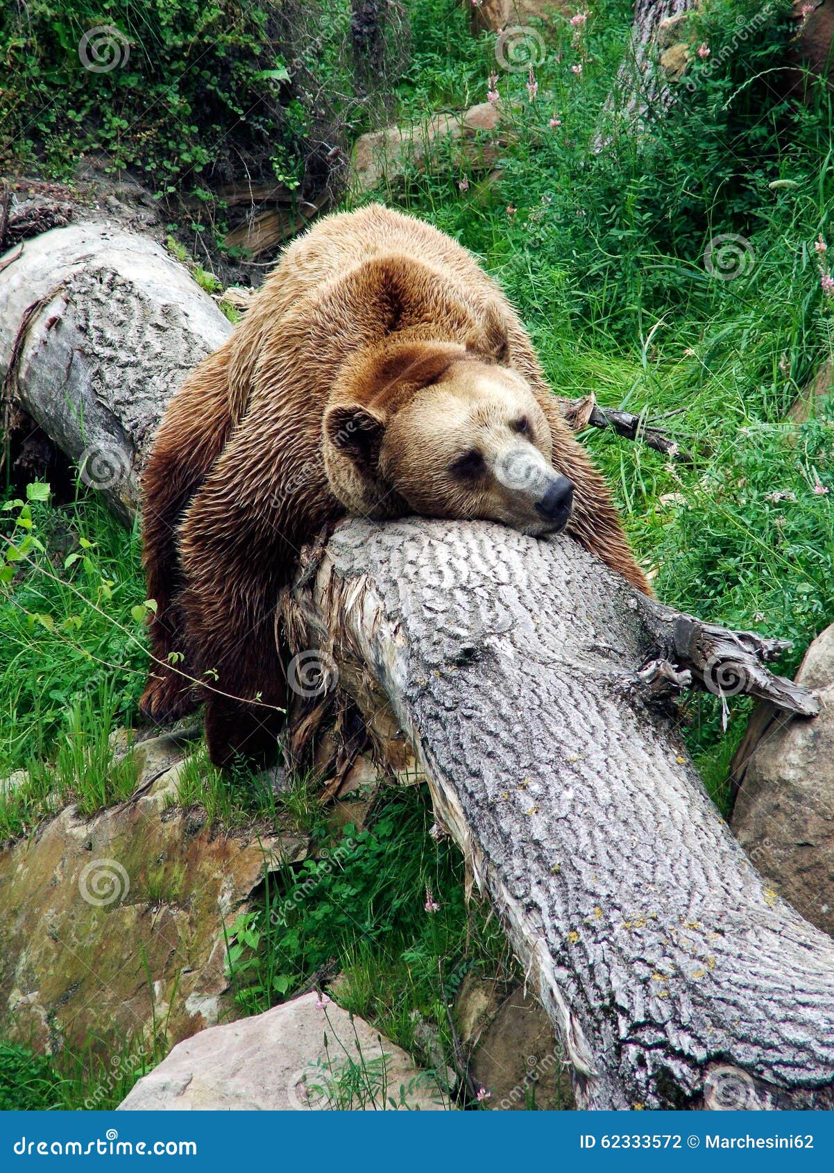 Bear resting stock photo. Image of animal, africa, june - 62333572