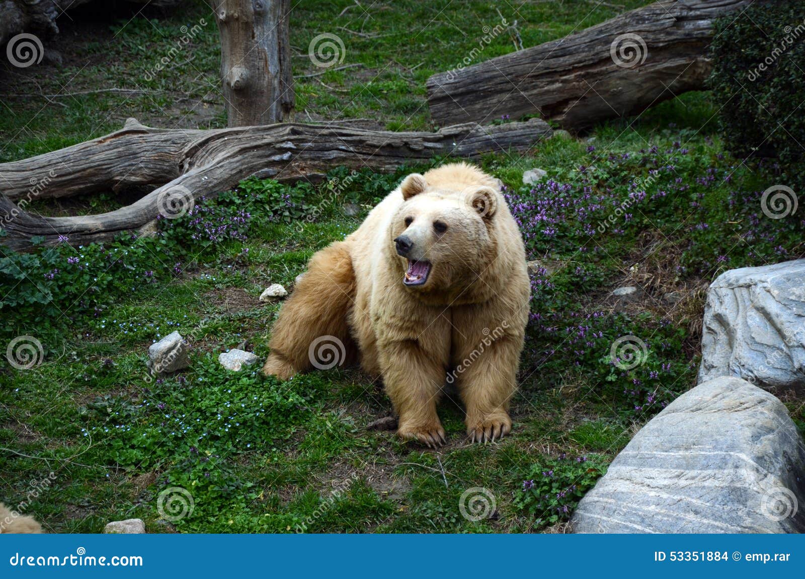 Bear roaring stock photo. Image of wildlife, nature, fearful - 53351884