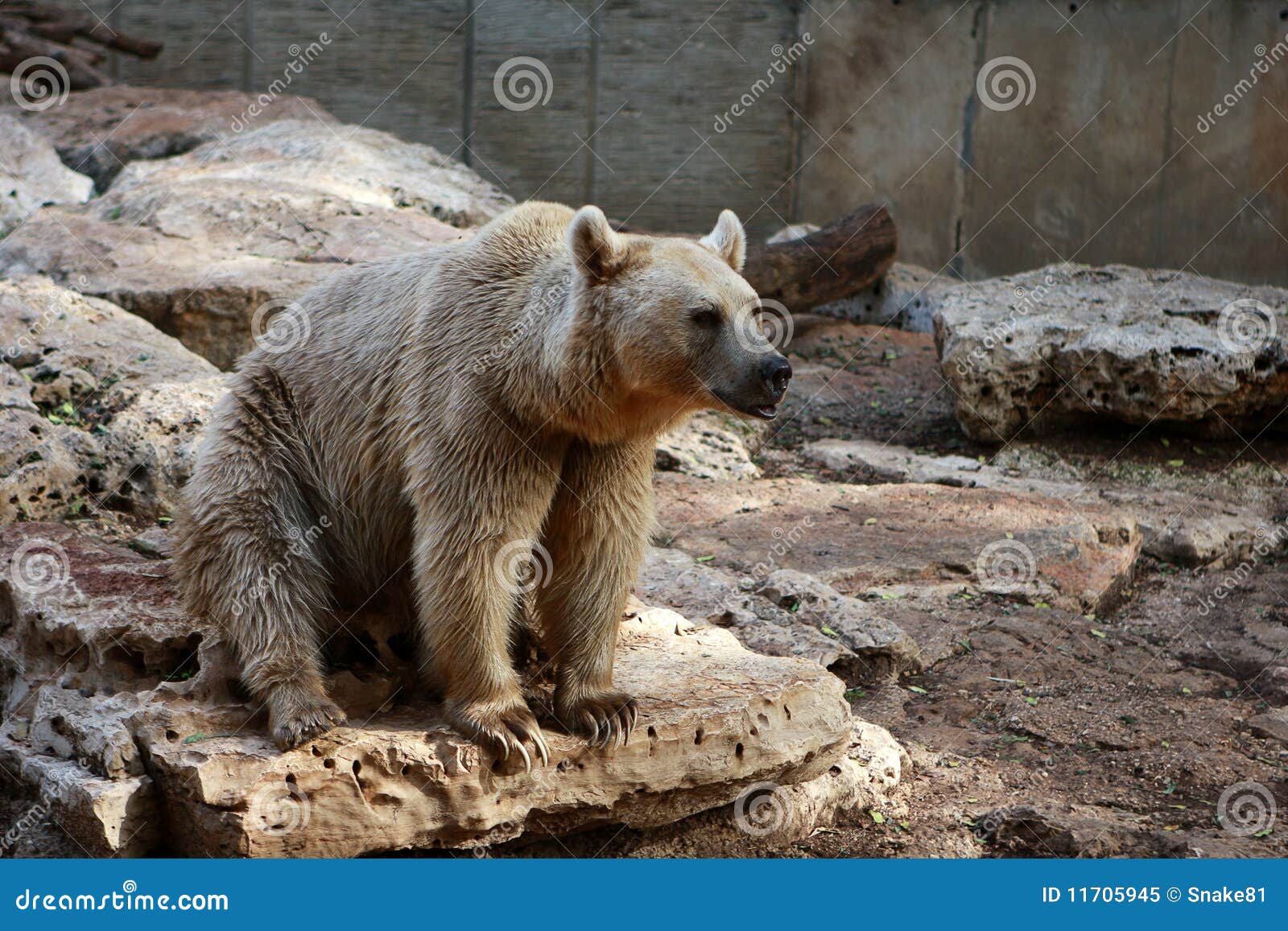 Bear on rocks stock image. Image of animals, natural - 11705945