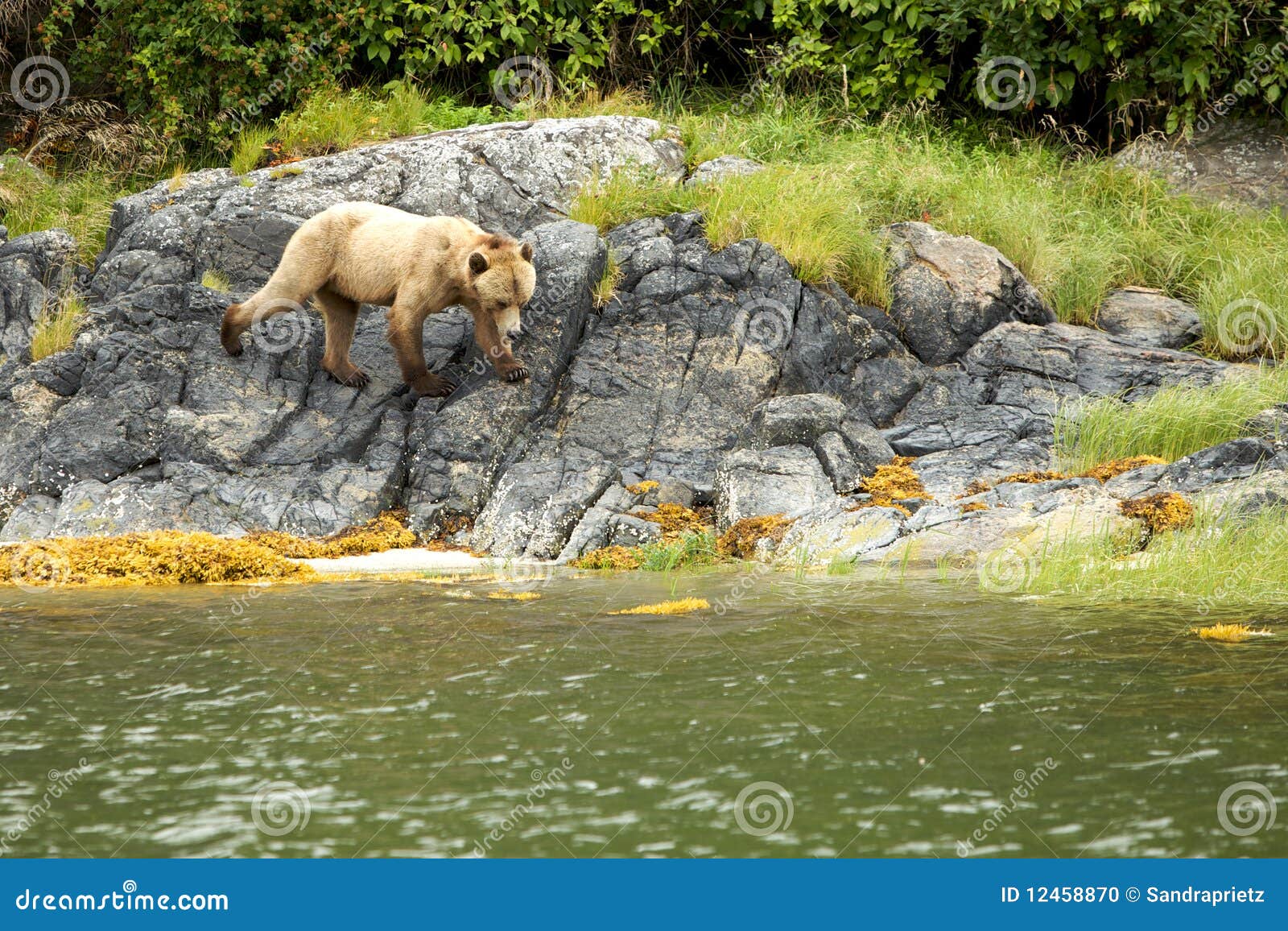 Bear on the Rocks stock photo. Image of beauty, adventure - 12458870