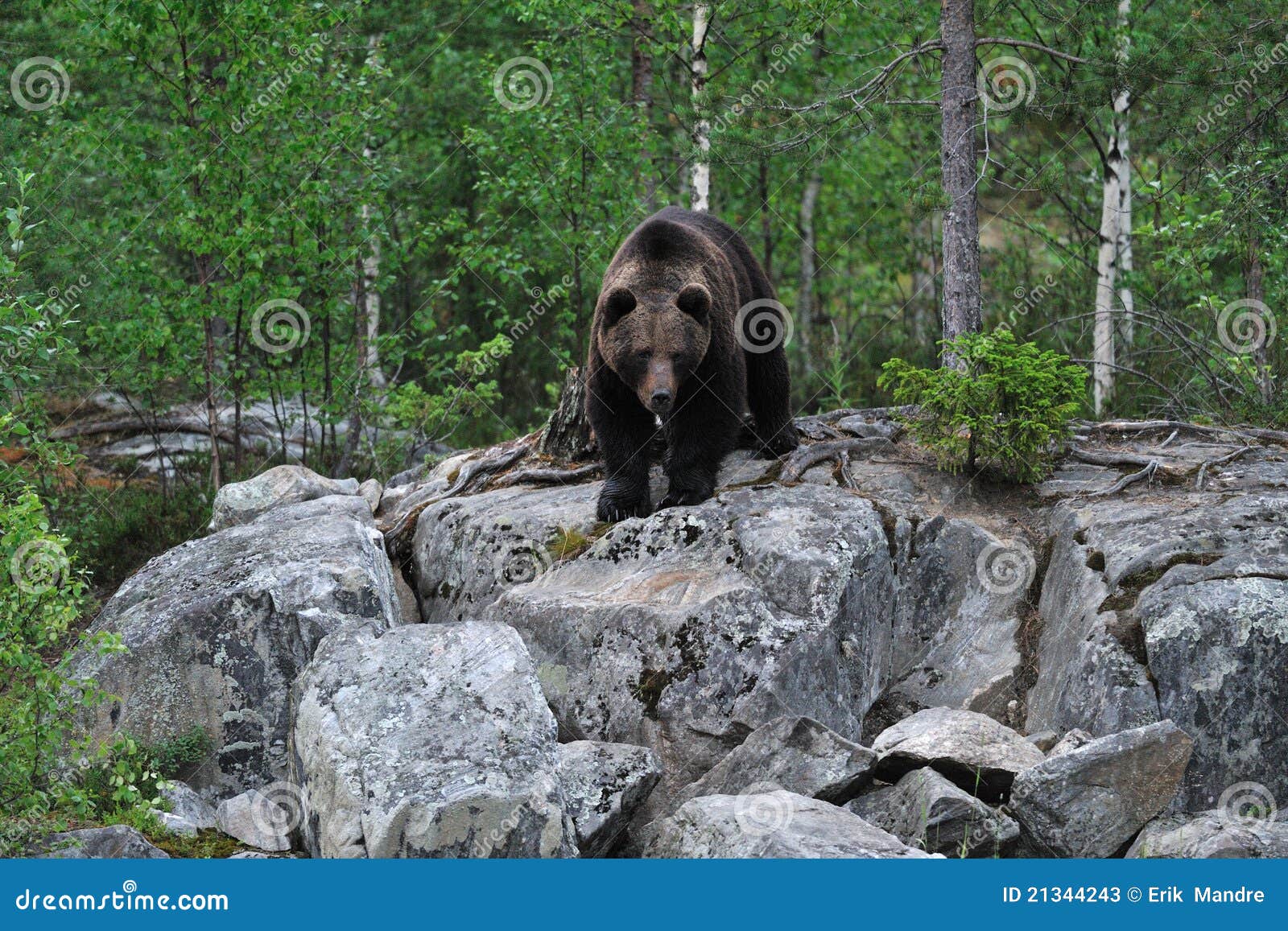 Bear on the rocks stock image. Image of arctos, eriophorum - 21344243