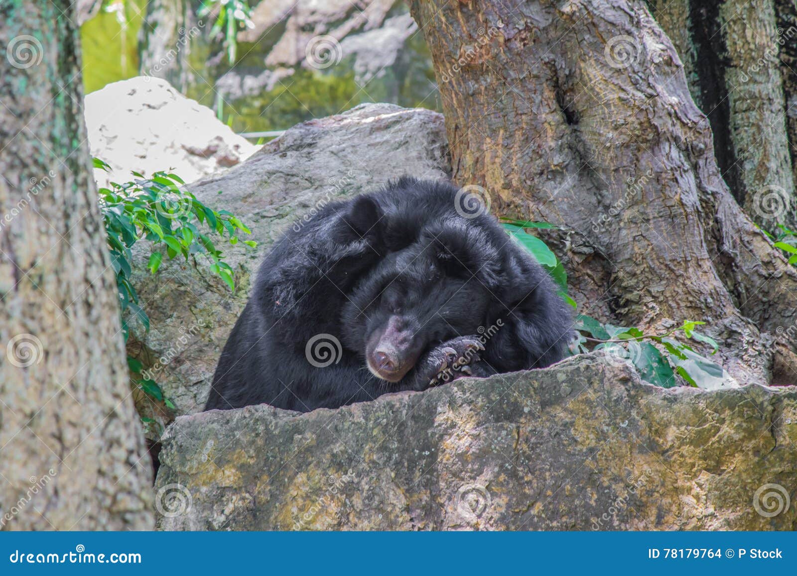 Bear on the rocks. stock photo. Image of nail, stone - 78179764