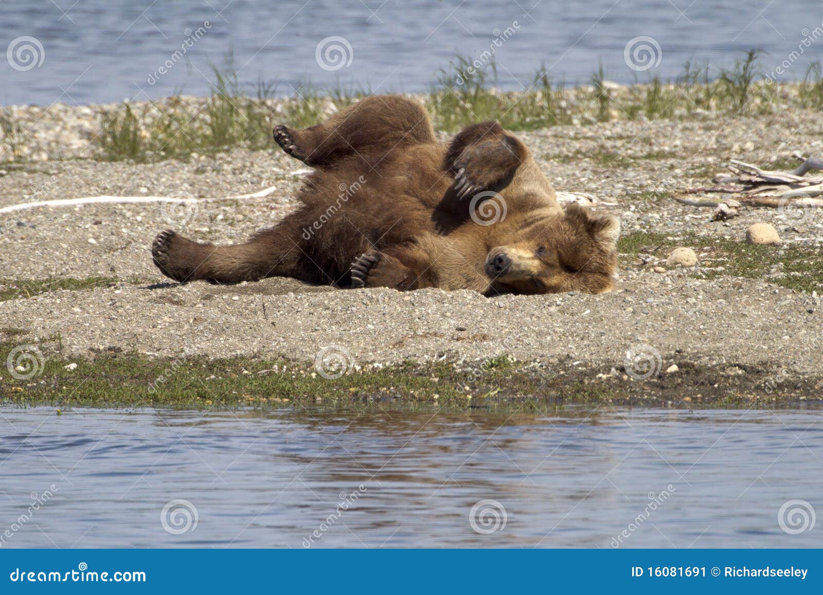 Bear Roll stock image. Image of wildlife, camp, catching - 16081691
