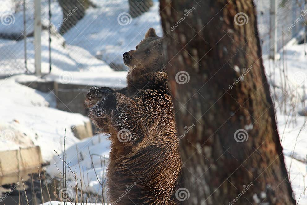 Bear Rubbing Against Tree during Winter Stock Photo - Image of mammal ...