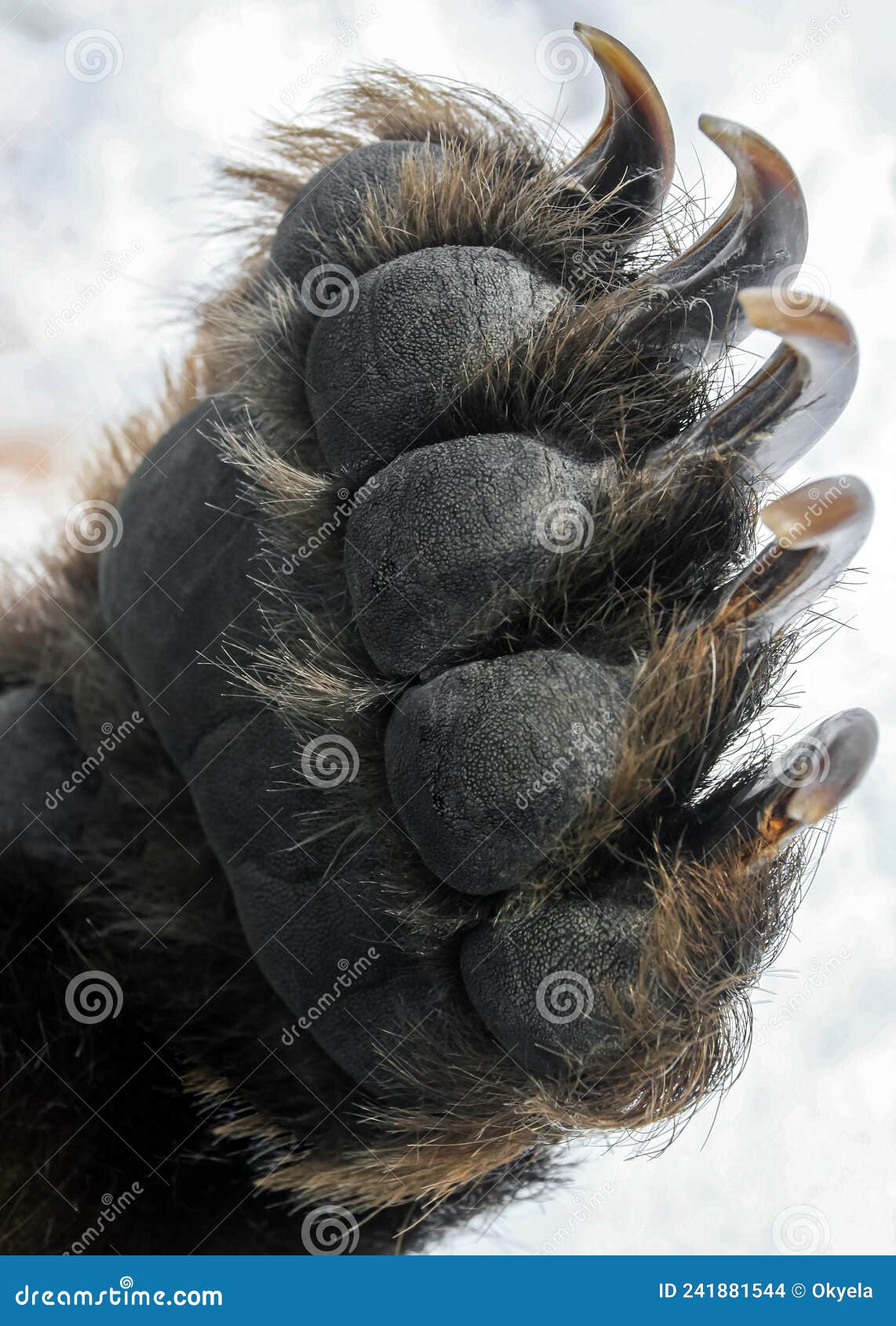 Bear`s Front Paw with Long and Sharp Claws Close-up Stock Photo - Image ...