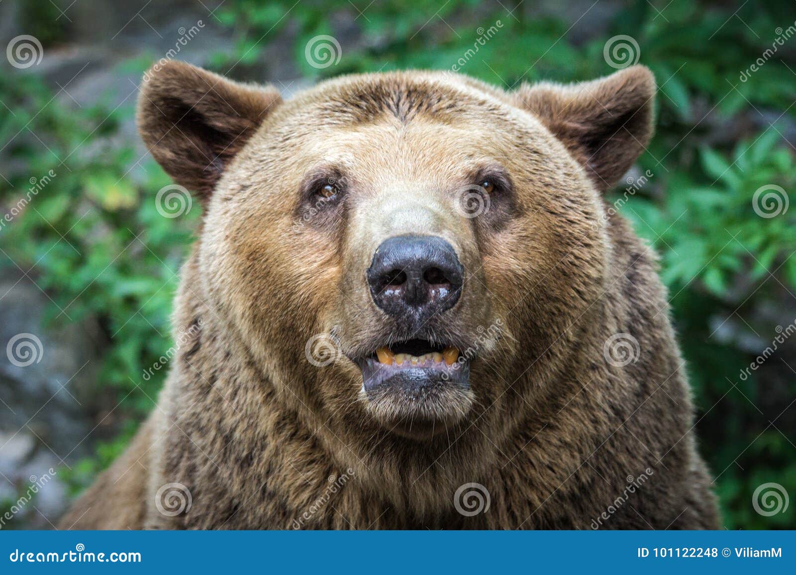 Bear`s front view. stock photo. Image of face, furry - 101122248