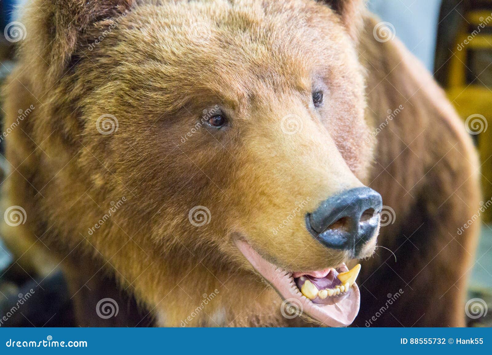 Bear`s Head with Bared Teeth Stock Photo - Image of mouth, claws: 88555732