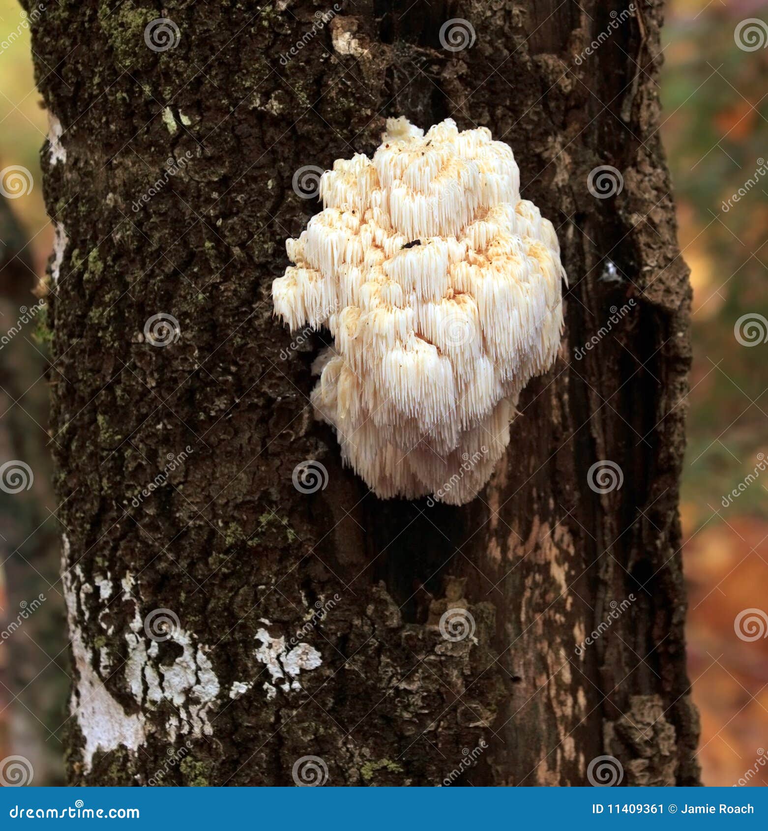 Bear S Head Tooth Mushroom (Hericium Erinaceus) Stock Image - Image of ...