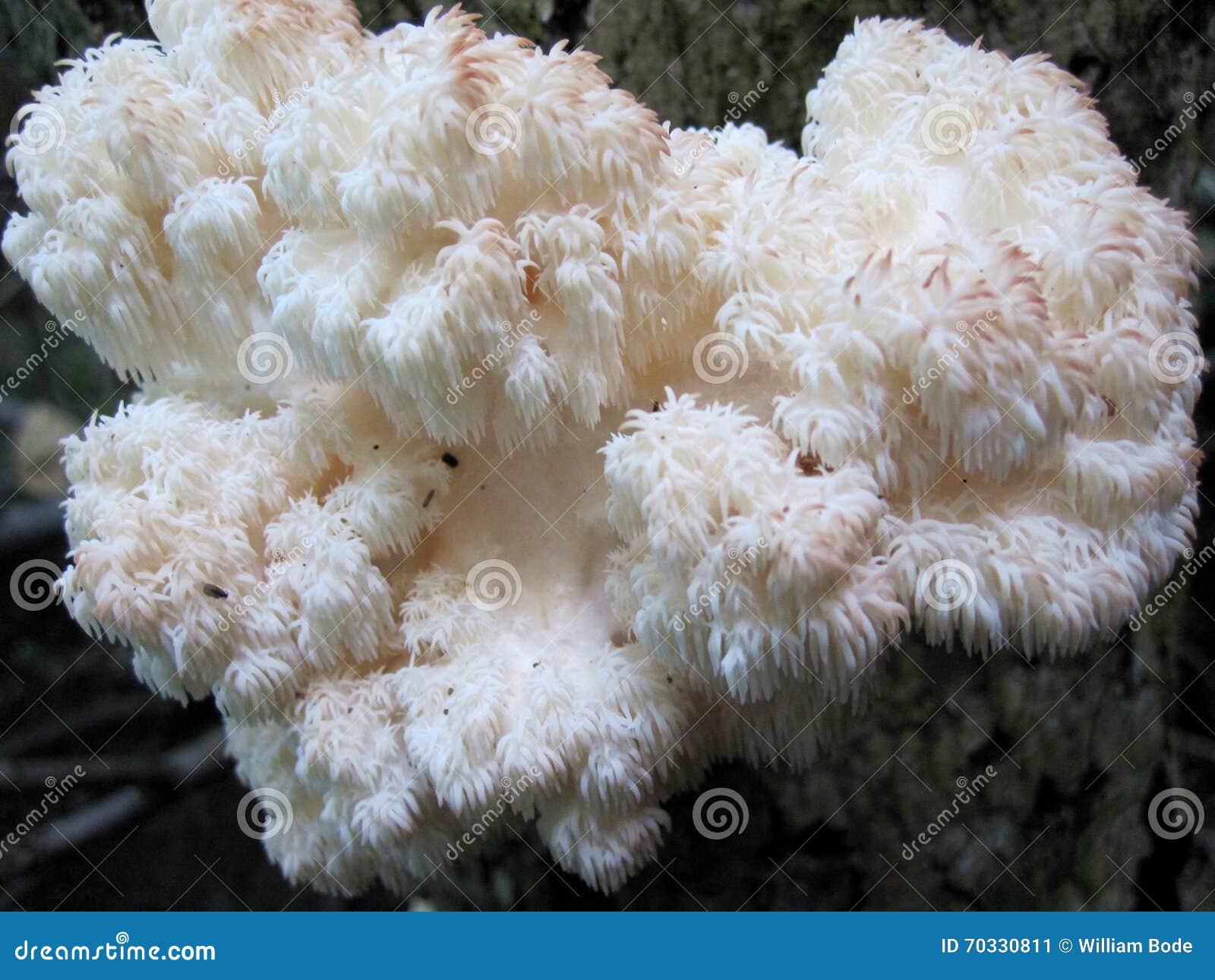 Bear s Head Tooth Mushroom stock image. Image of famous - 70330811