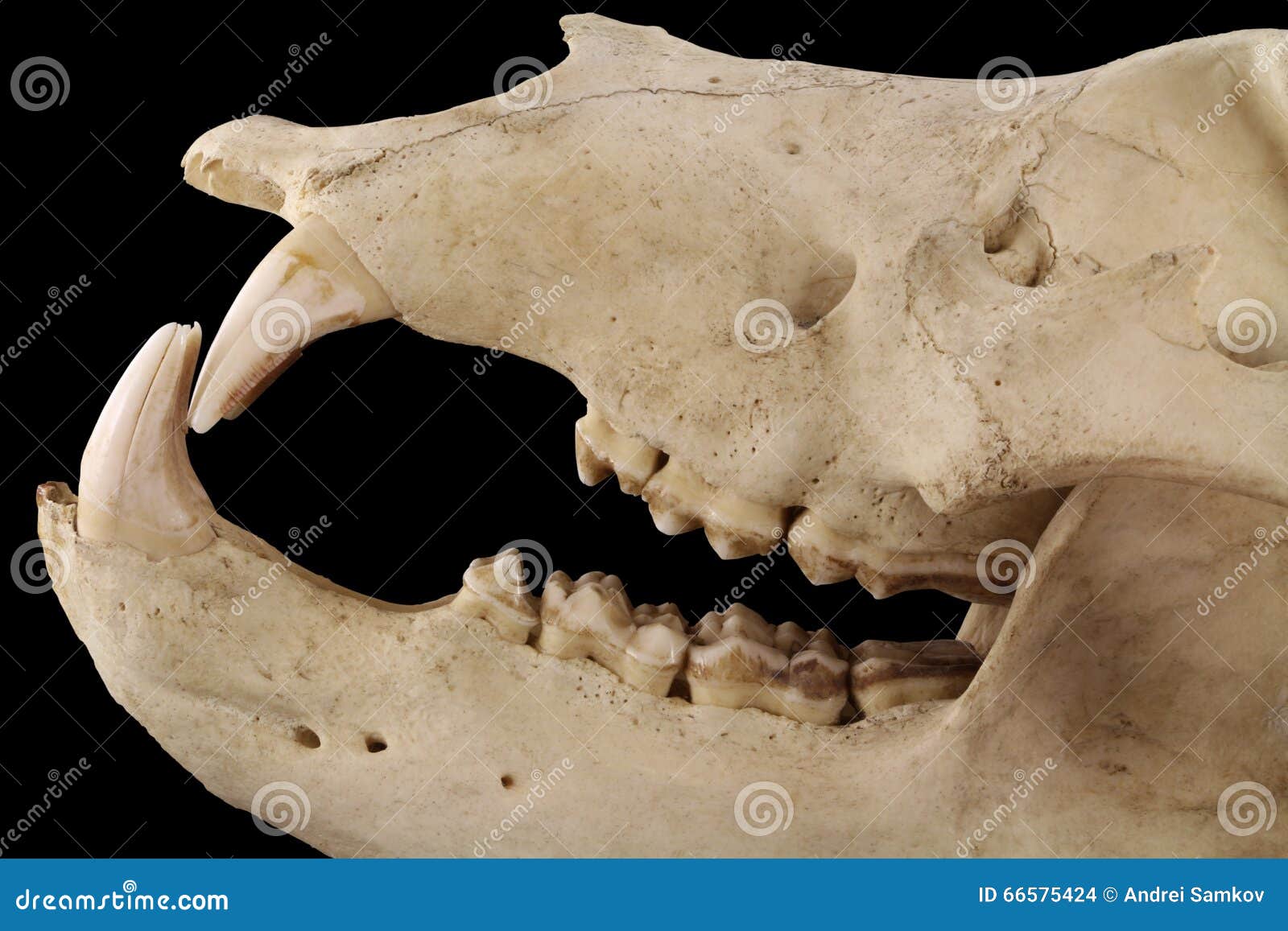 Bear S Jaws Isolated on a Black Background Close Up Stock Photo - Image ...