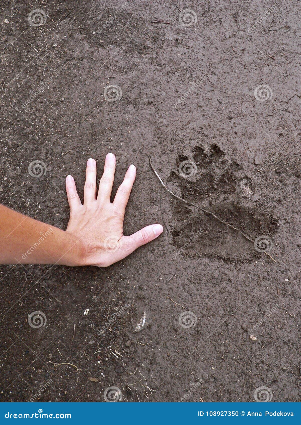 Bear`s Paw Trace Compared To Human Hand In The Mud Stock Photography ...