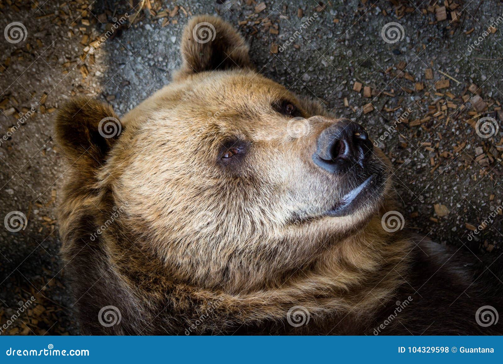 Bear`s Portrait Close Up Detail Stock Photo - Image of powerful ...
