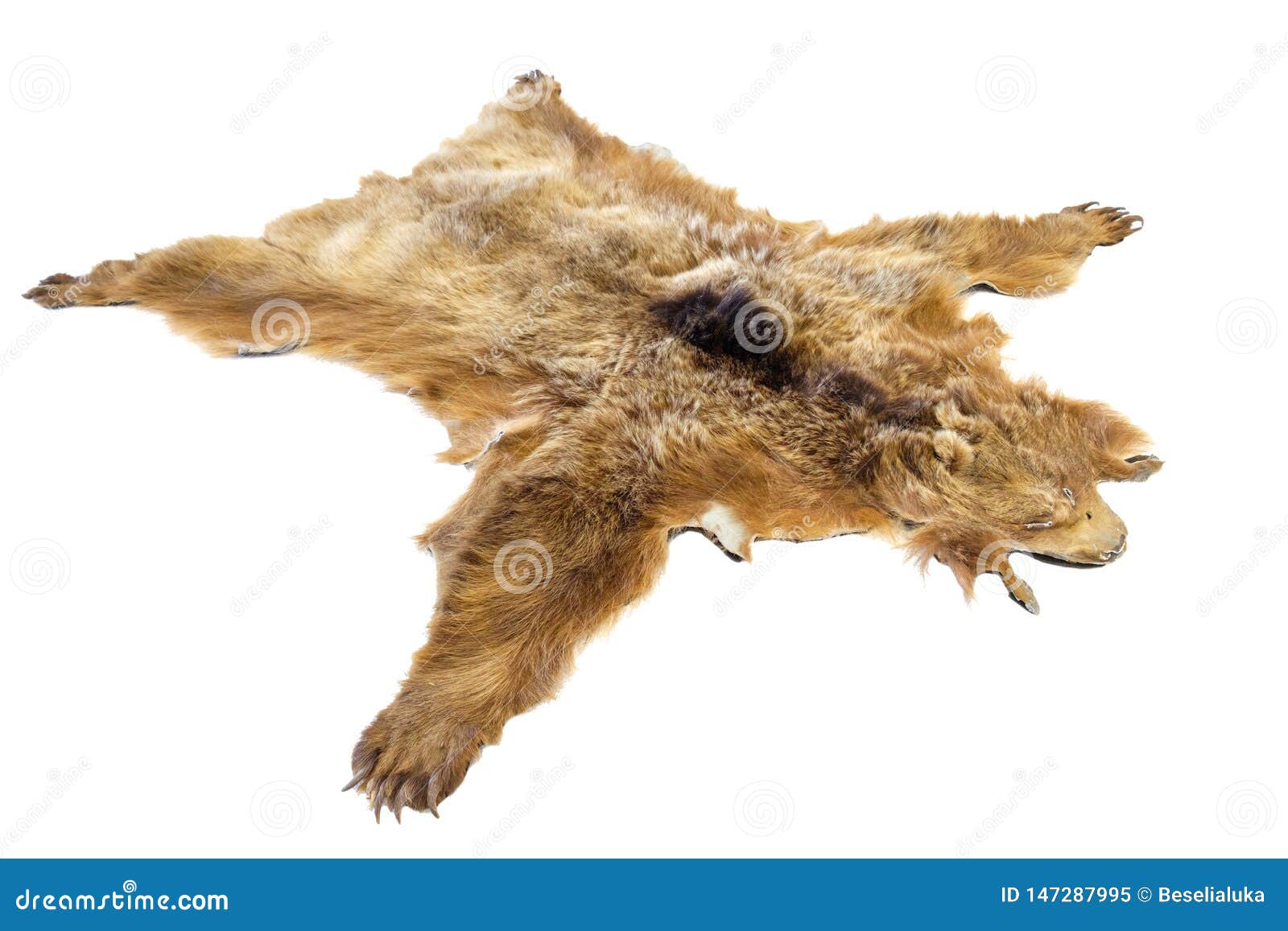 Bear`s skin stock image. Image of ecology, wildlife - 147287995