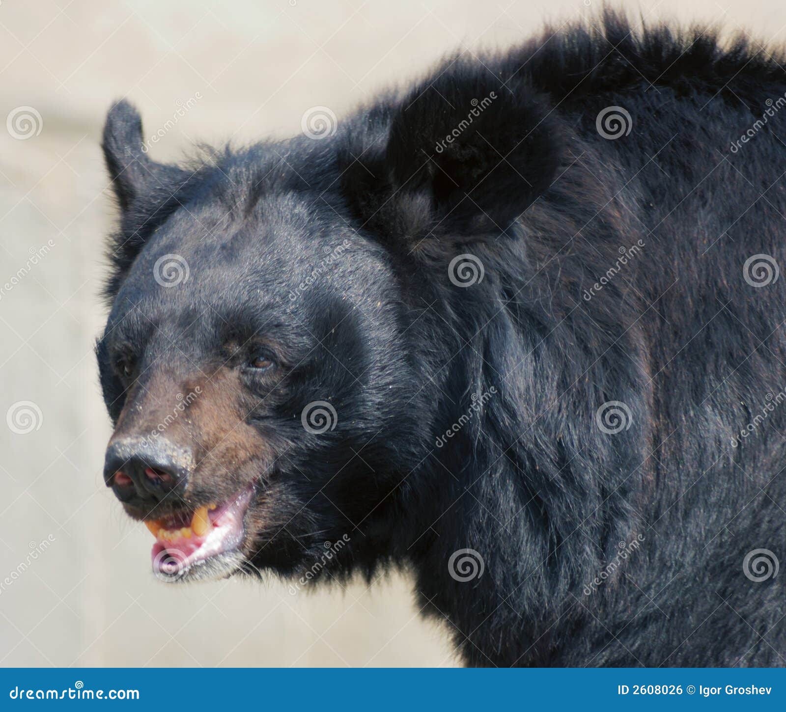 Bear s smile stock photo. Image of rest, malayanus, exotic - 2608026