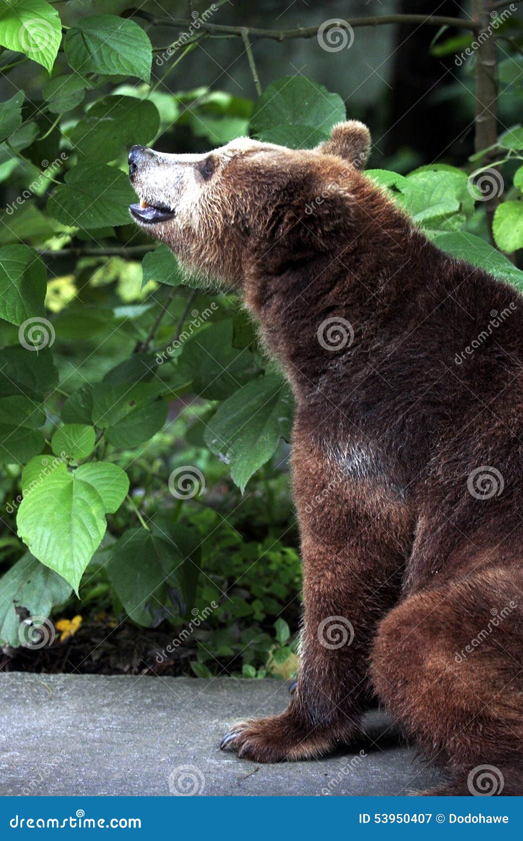 Bear in Safari Park Indonesia Stock Image - Image of ursus, mothers ...