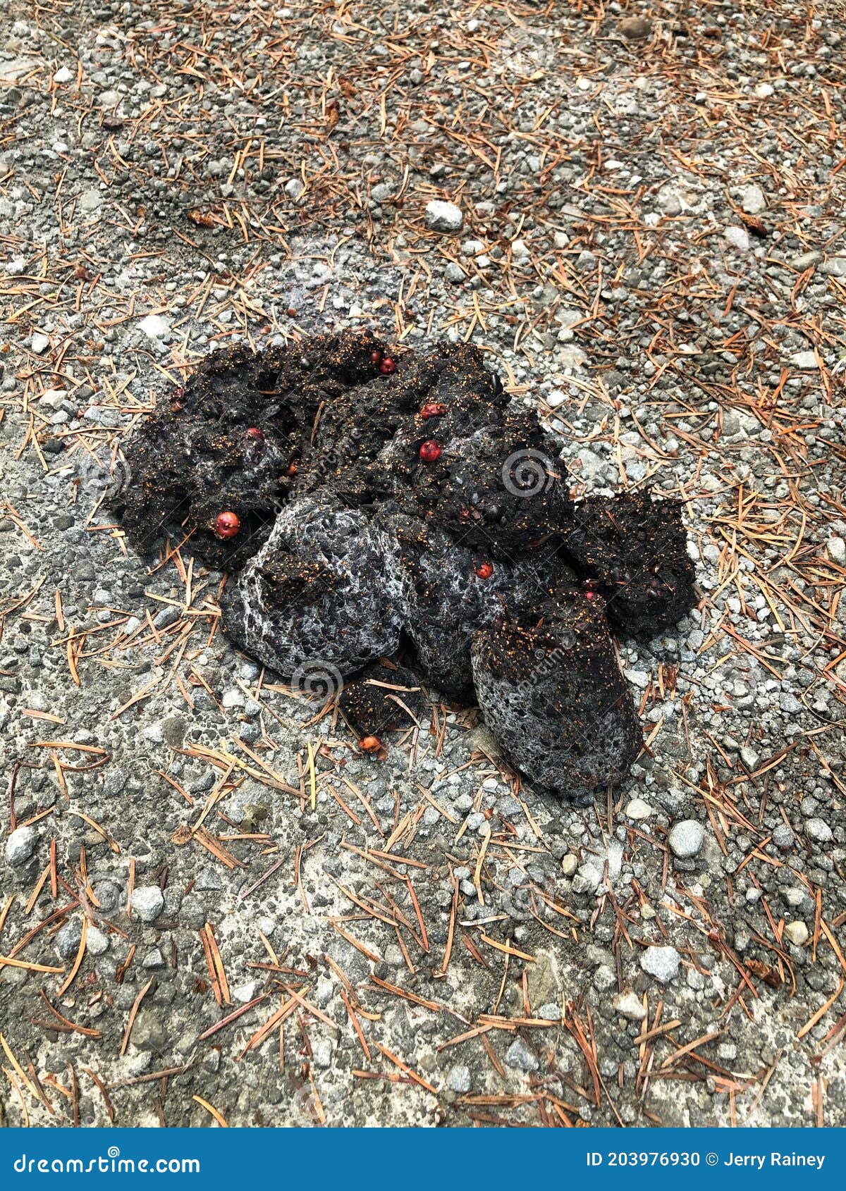 Bear scat on a road stock photo. Image of hunt, poop - 203976930