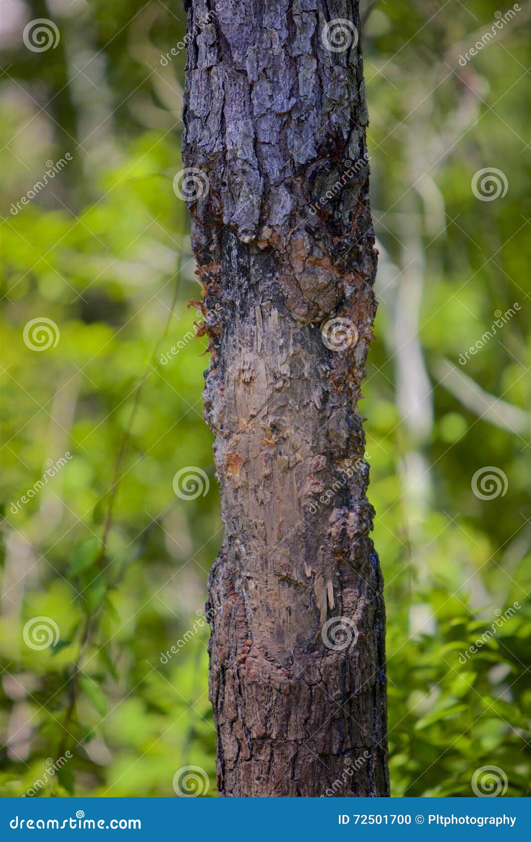 Bear Scratch Royalty-Free Stock Image | CartoonDealer.com #72501700