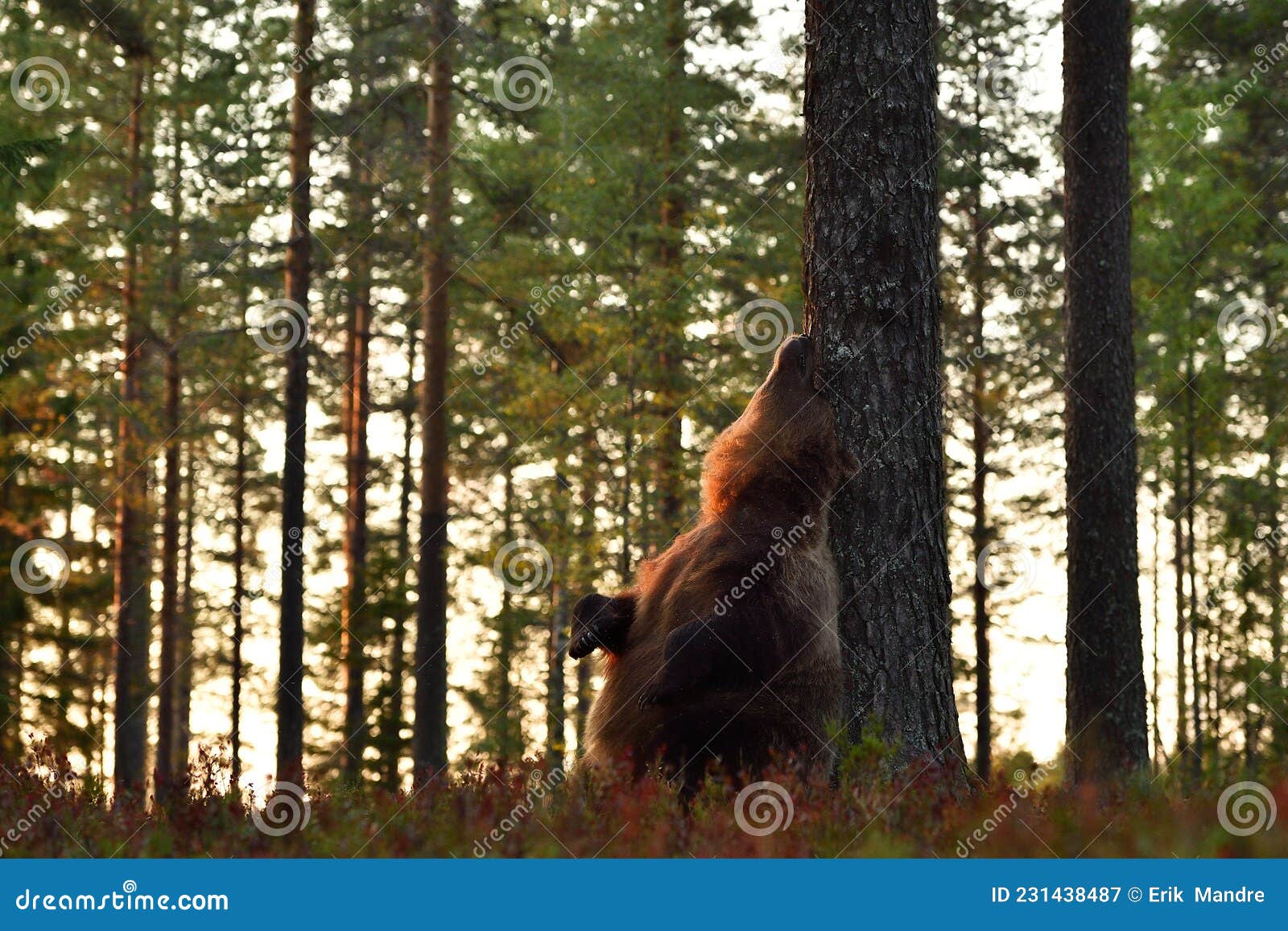 Bear Tree On Its Back