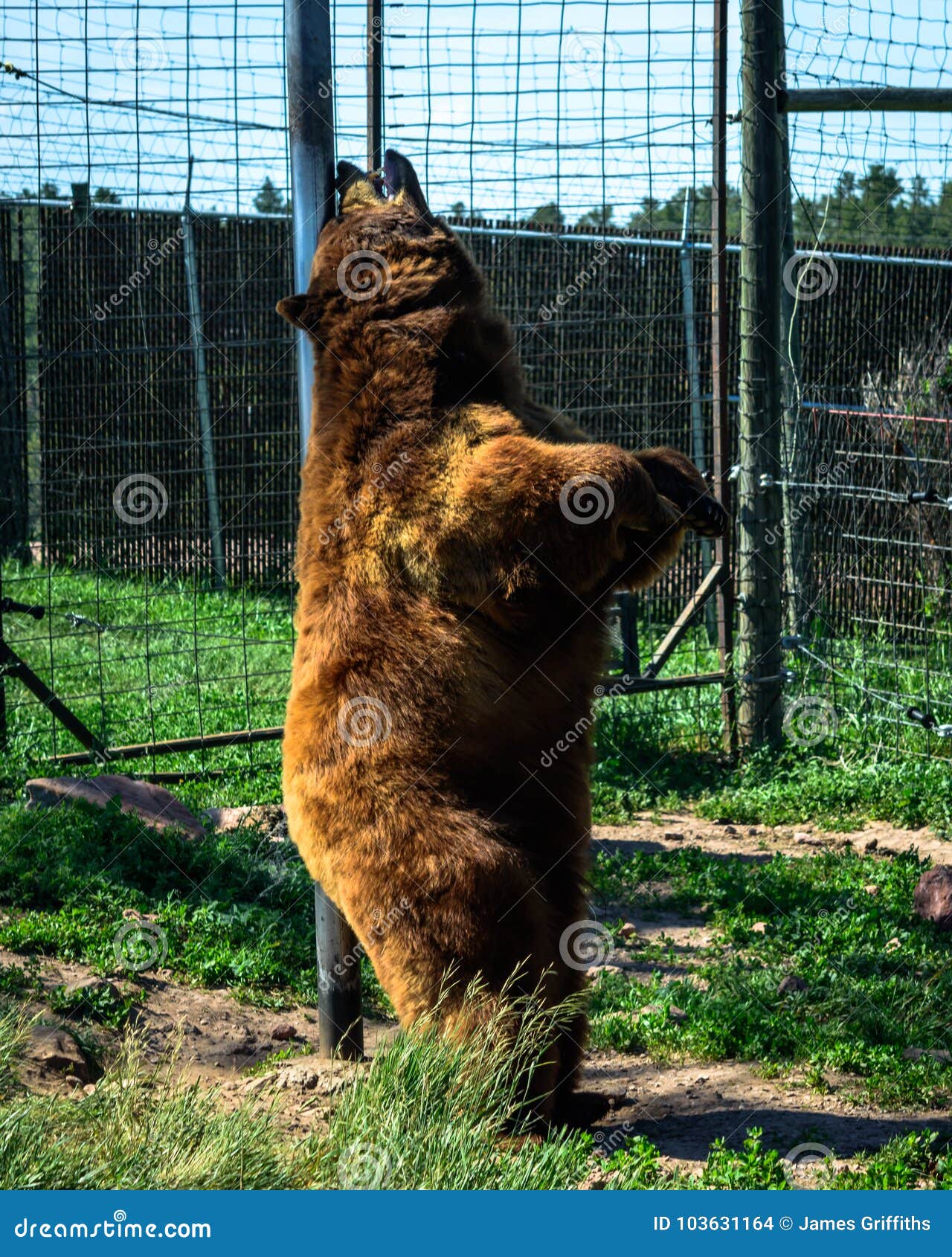 Bear scratching back stock photo. Image of back, enclosure - 103631164