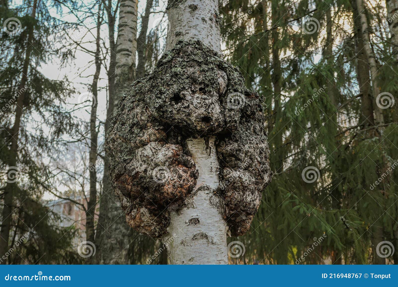 Bear Shaped Burl on the Birch Tree. Stock Image - Image of texture ...