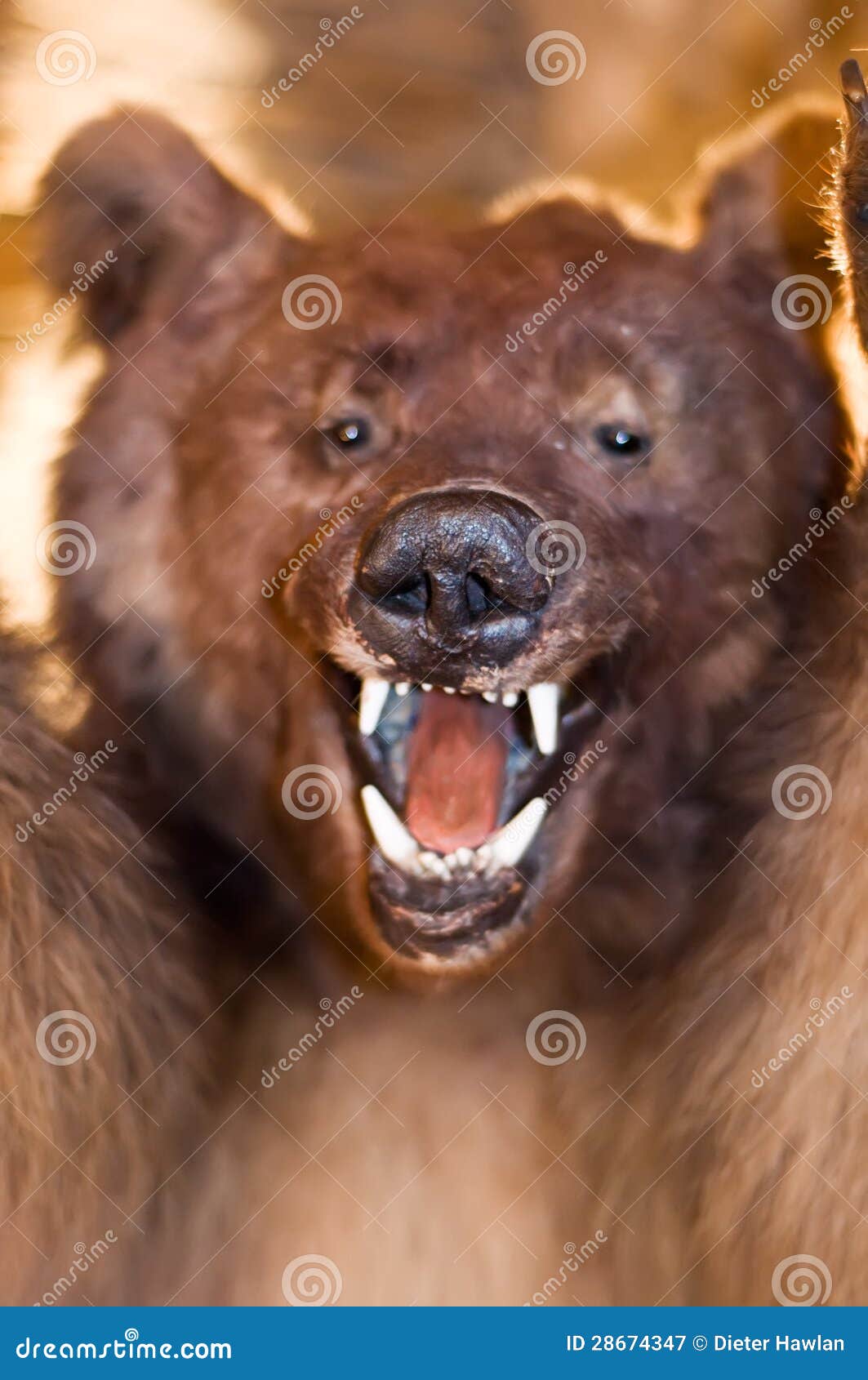 Bear show his Teeth stock image. Image of danger, mouth - 28674347
