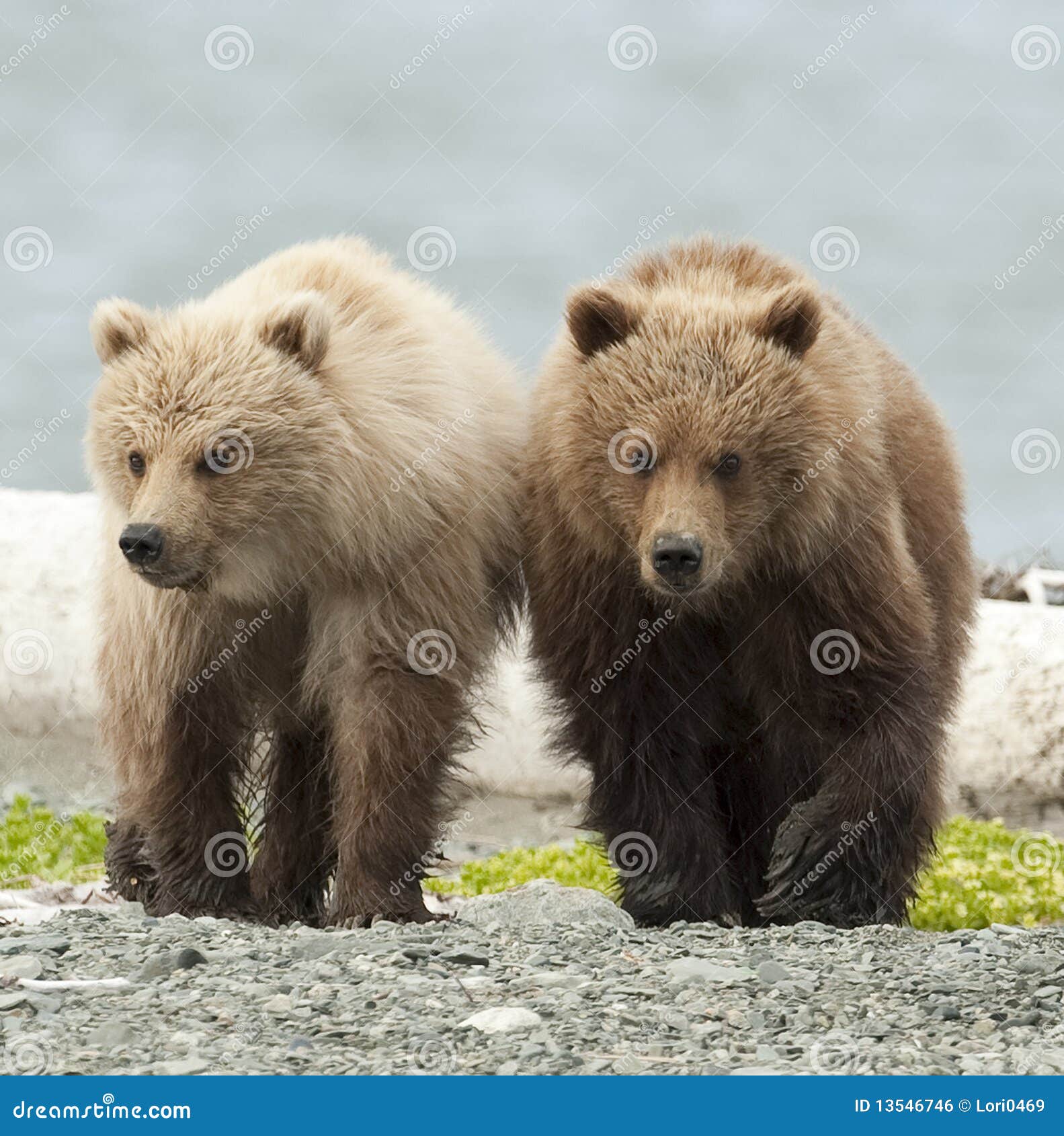 Bear Siblings stock photo. Image of pink, omnivore, horribilus - 13546746