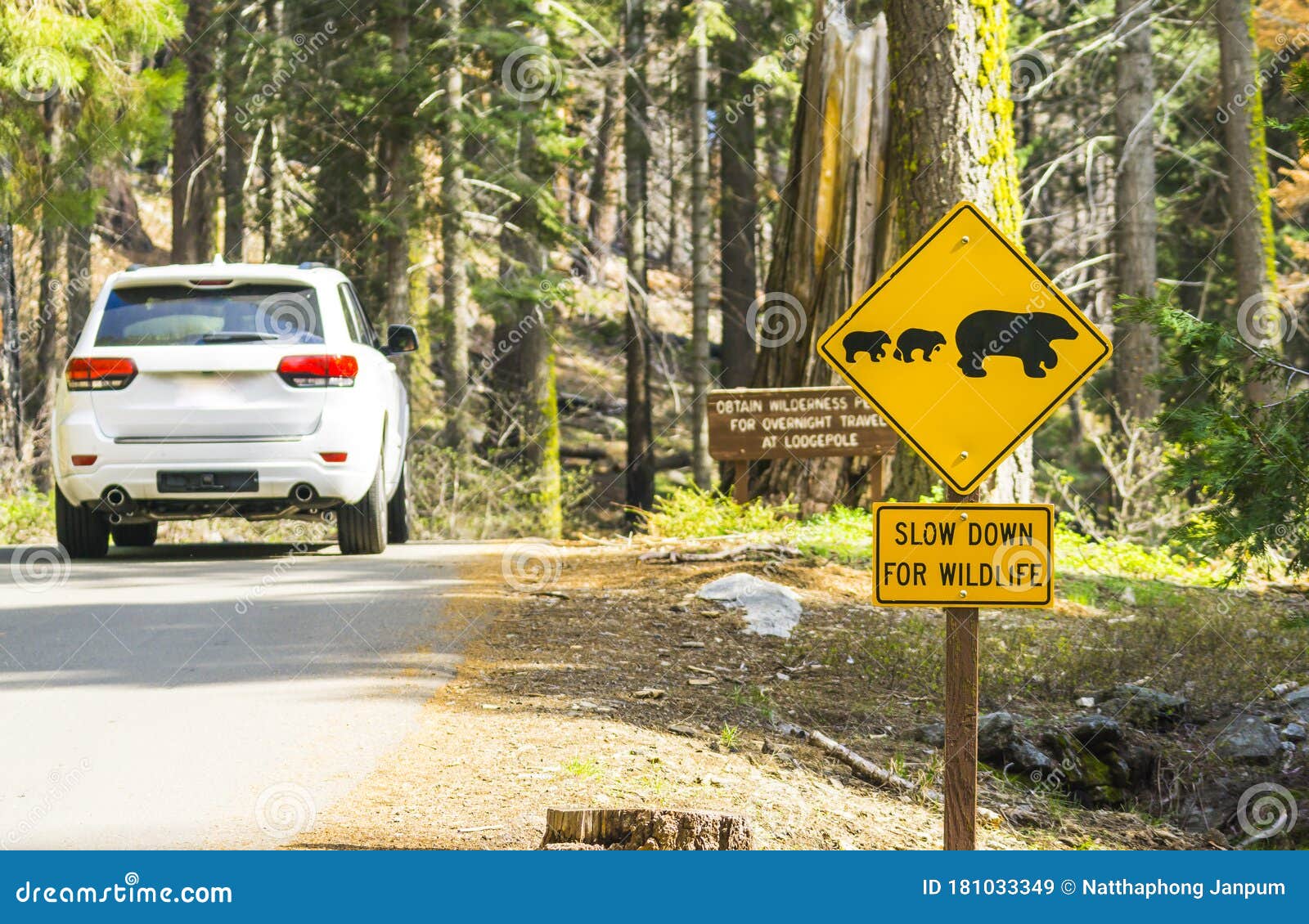 Bear Sign on the Road in National Park Stock Image - Image of family ...