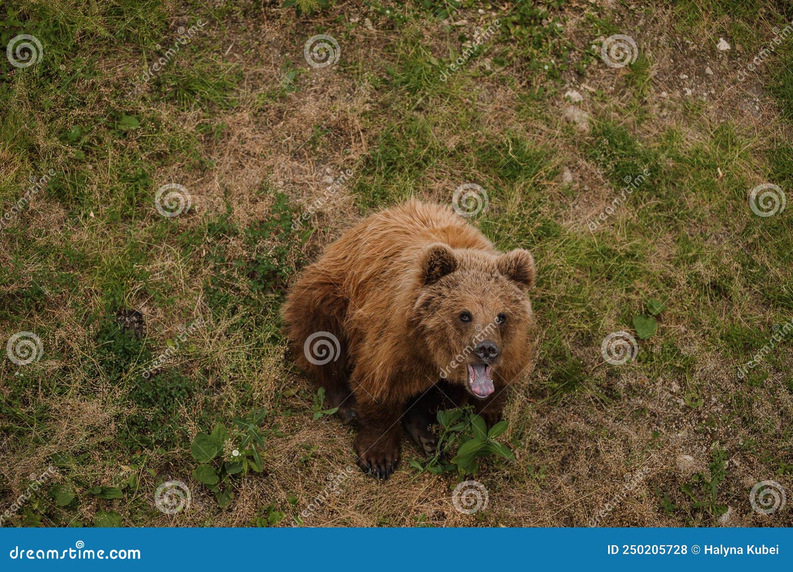 Bear Sits on the Ground in the Forest Stock Photo - Image of grizzly ...