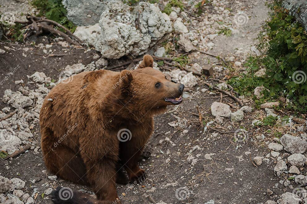 Bear Sits on the Ground in the Forest Stock Image - Image of bear ...