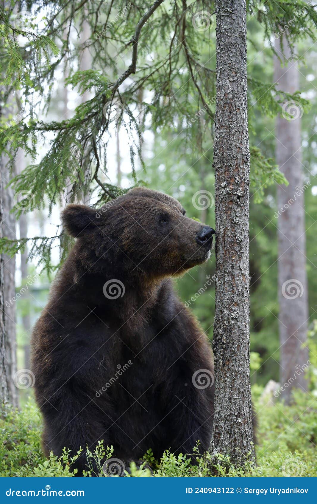 Bear Sits and Sniffs the Tree. Brown Bear in Summer Stock Photo - Image ...