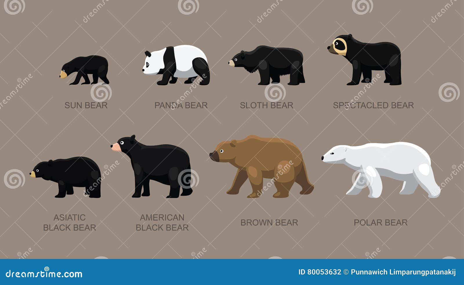 Bear Sizes Cartoon Vector Illustration Stock Vector - Illustration of ...