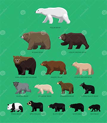 Bear Sizes Side Comparisons Chart Cartoon Vector Illustration Stock ...