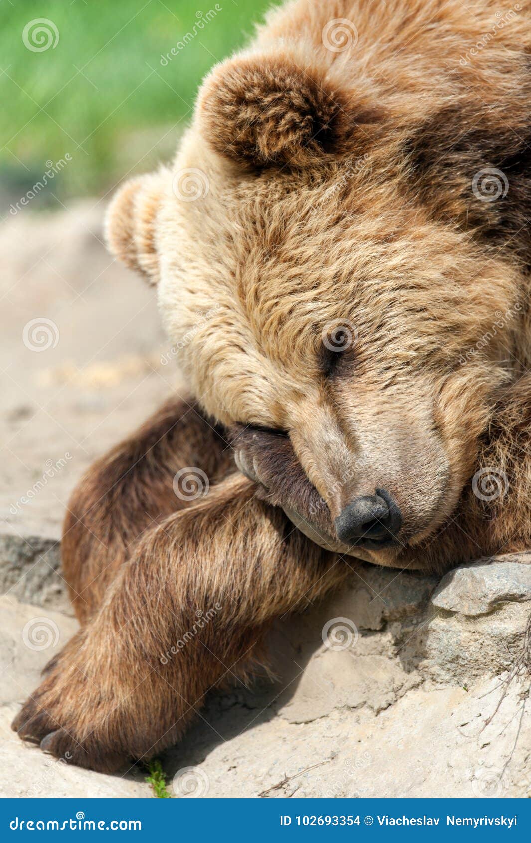 Brown bear sleep stock photo. Image of relaxation, mammal - 102693354