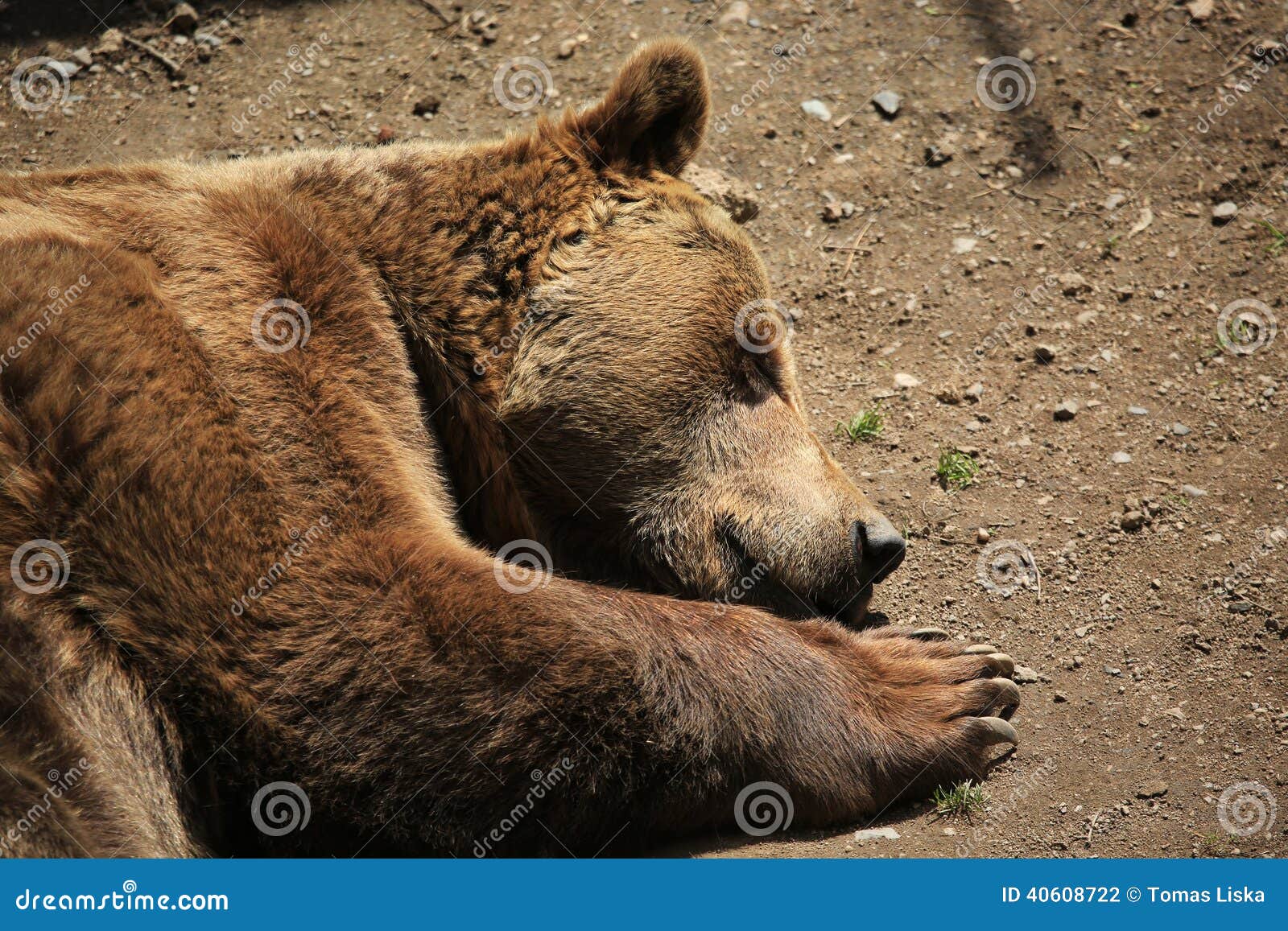 Bear sleeping stock photo. Image of kodiak, closeup, relax - 40608722