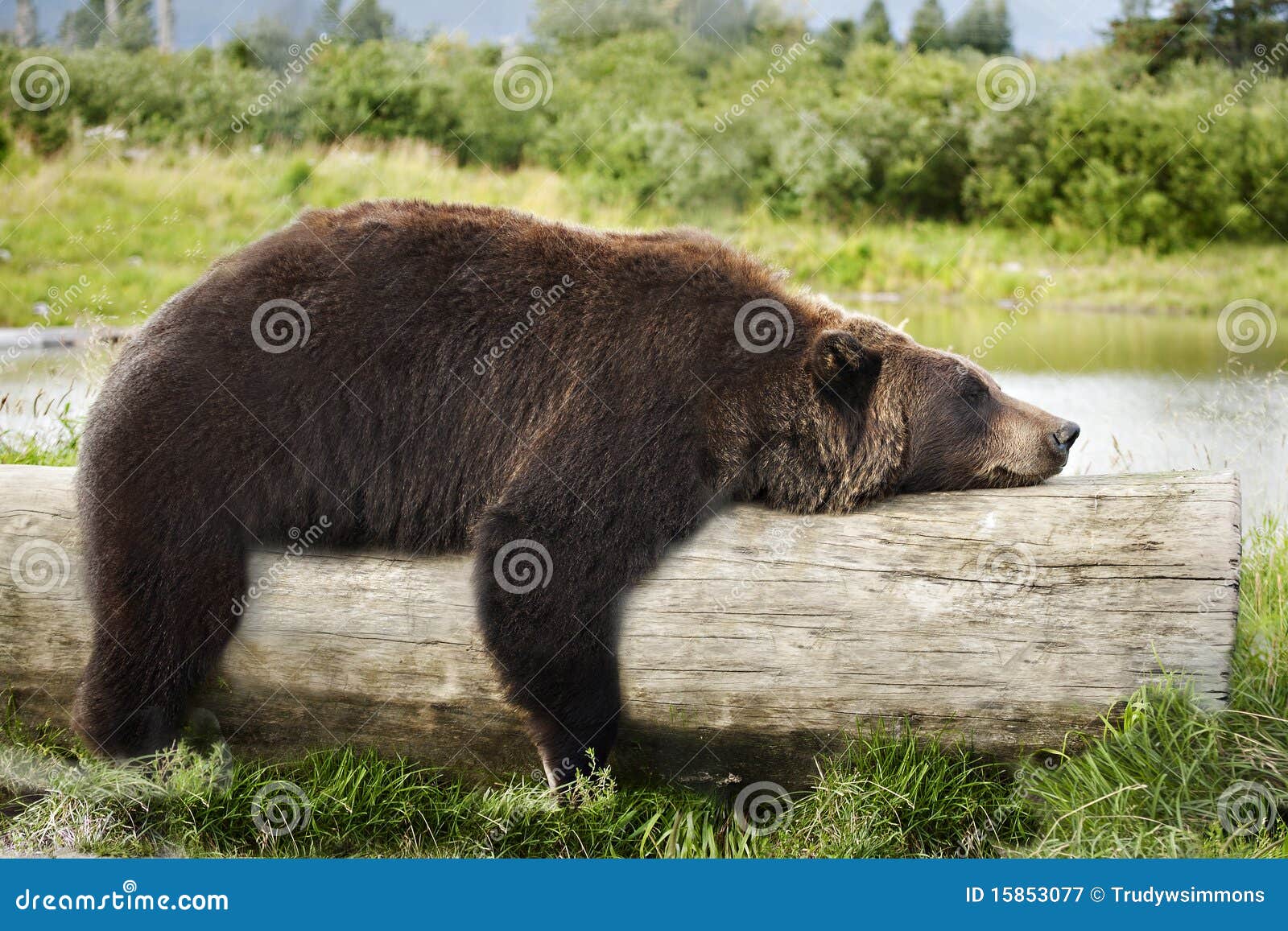 Bear Sleeping on a Log stock image. Image of furry, sleep - 15853077