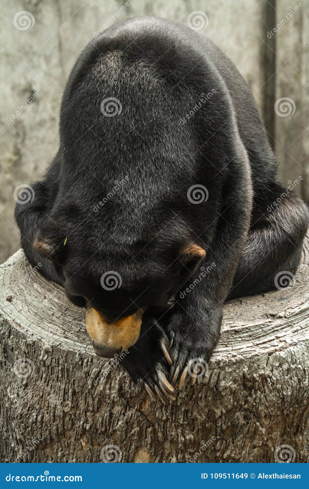 Bear sleeping on a log. stock image. Image of baby, animal - 109511649