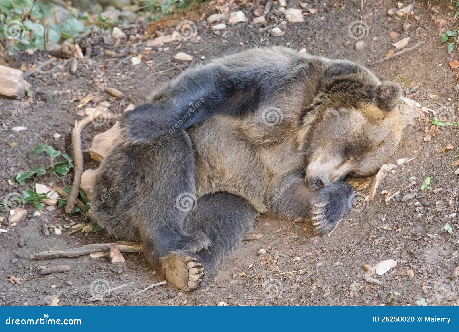 Bear sleeping under a tree stock photo. Image of brown - 26250020