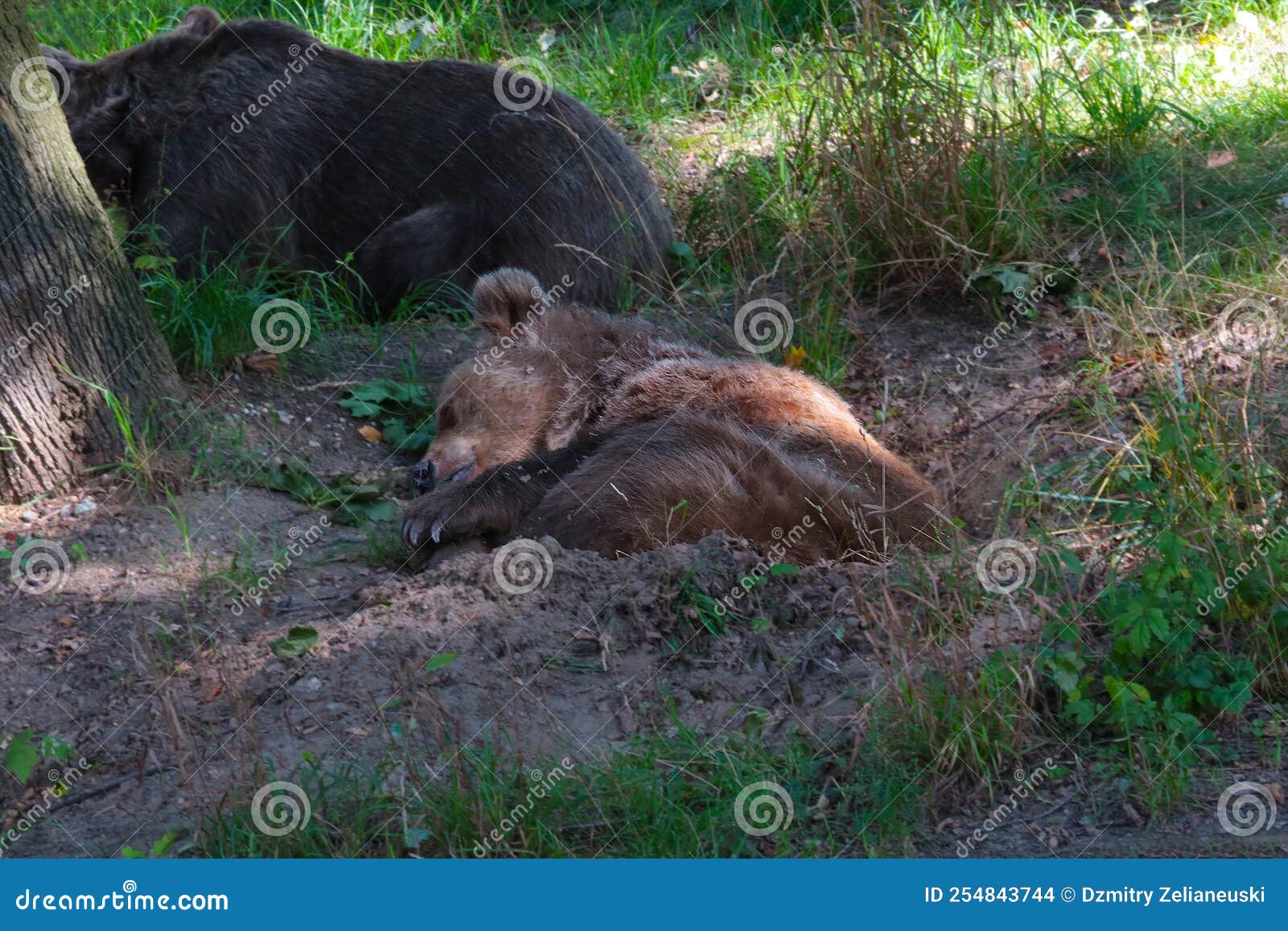 A Bear Sleeps Under a Tree in a Hole in the Forest. Stock Photo - Image ...